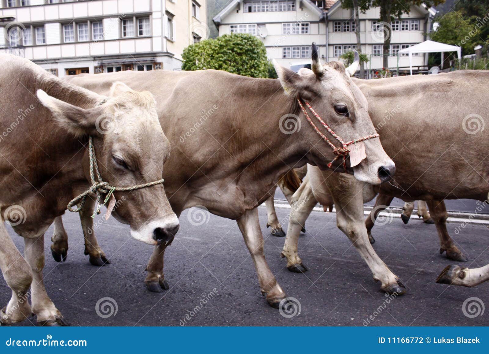 Cow parade stock photo. Image of road, entertainment - 11166772