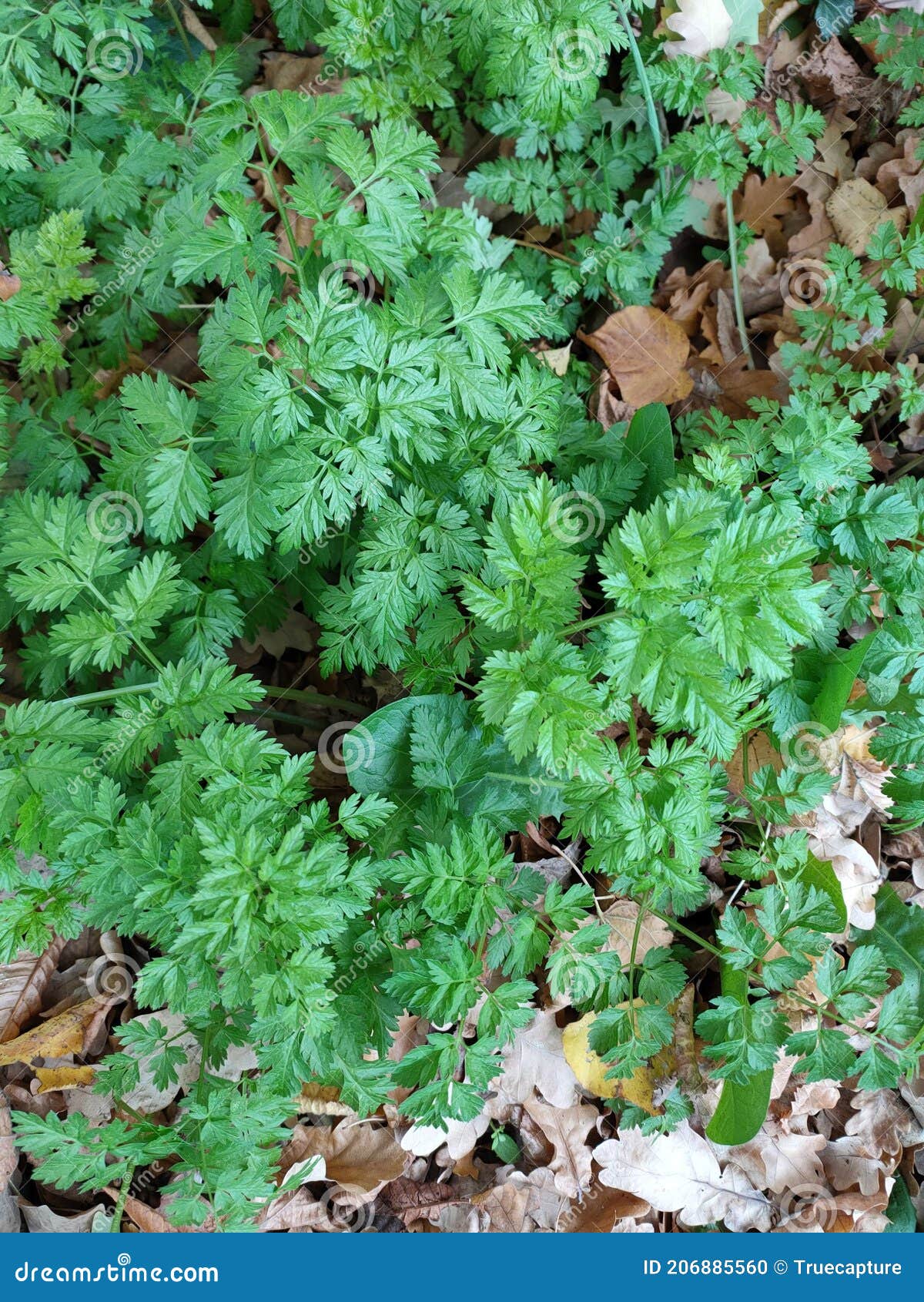 Cow parsley young seedling stock photo. Image of parsley - 206885560