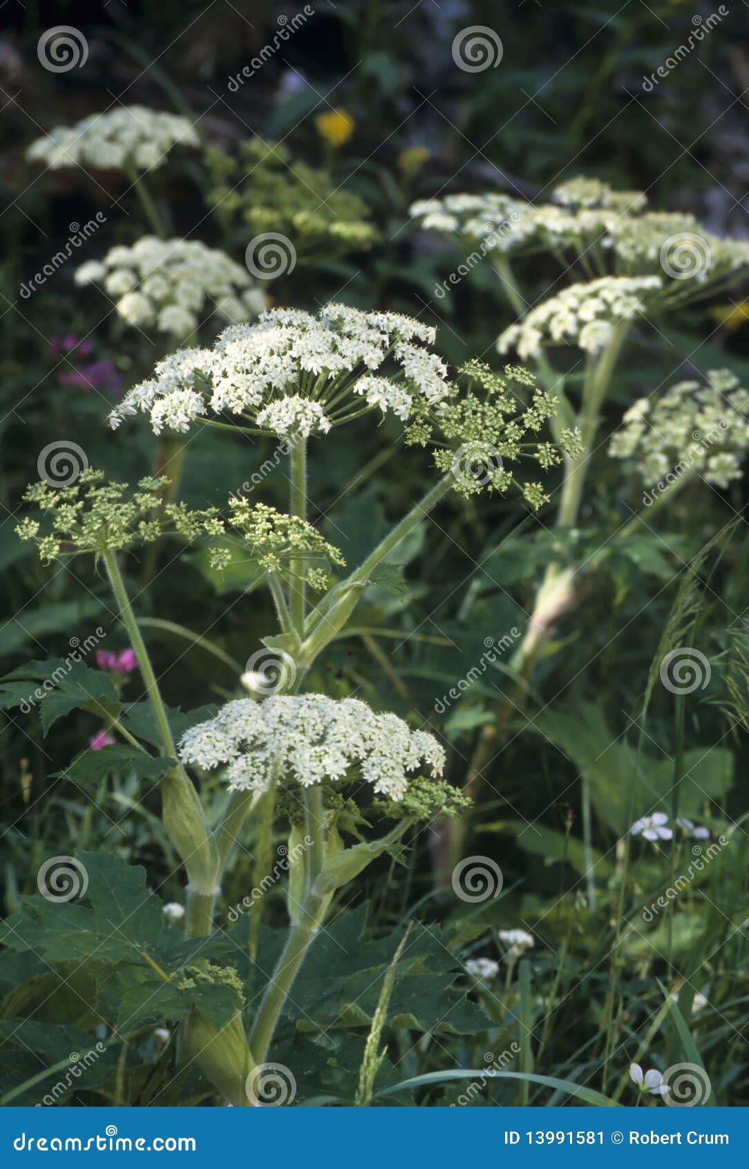 Cow parsnip stock image. Image of closeup, vertical, maximum - 13991581