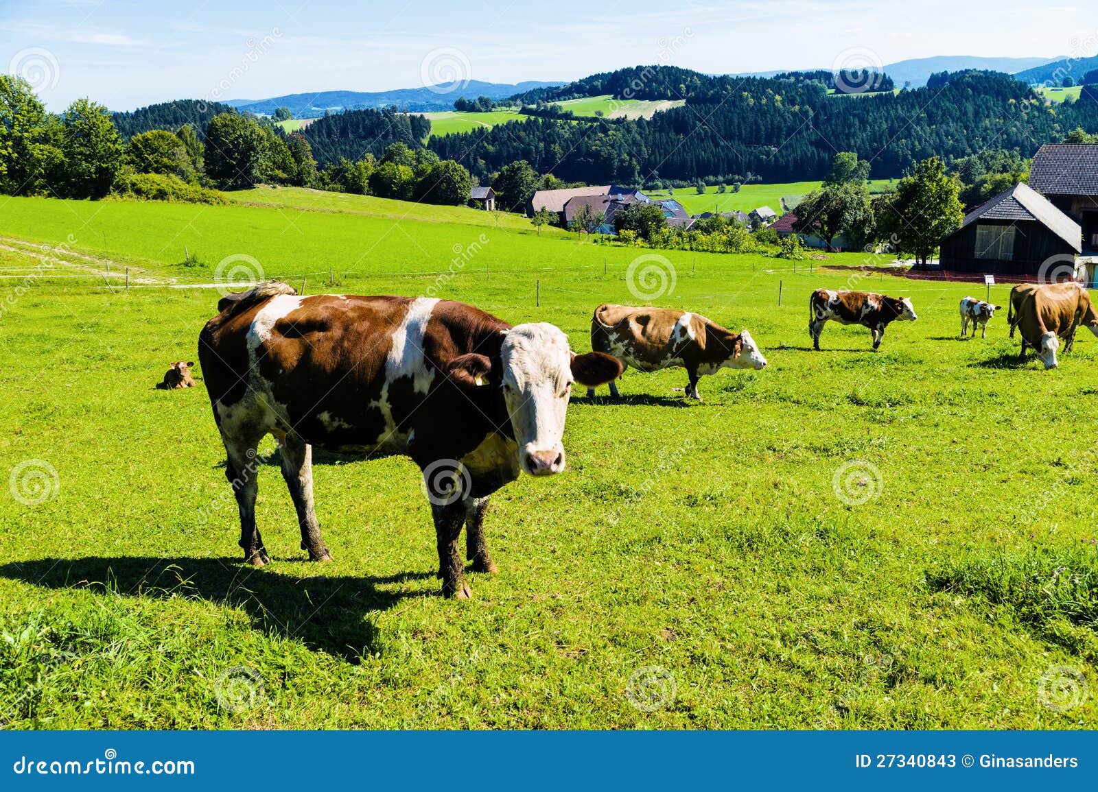 Cow on a pasture stock image. Image of beef, idyllic - 27340843
