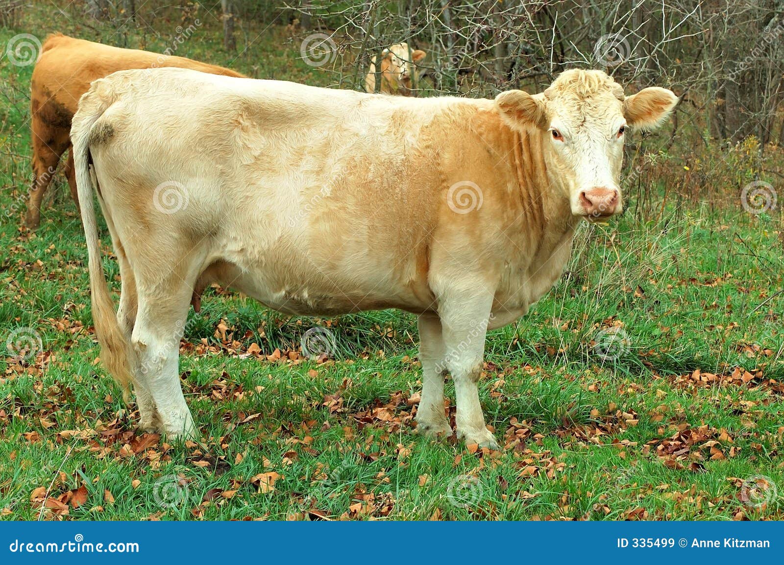 Cow in the Pasture stock image. Image of bovine, hoof, eyes - 335499