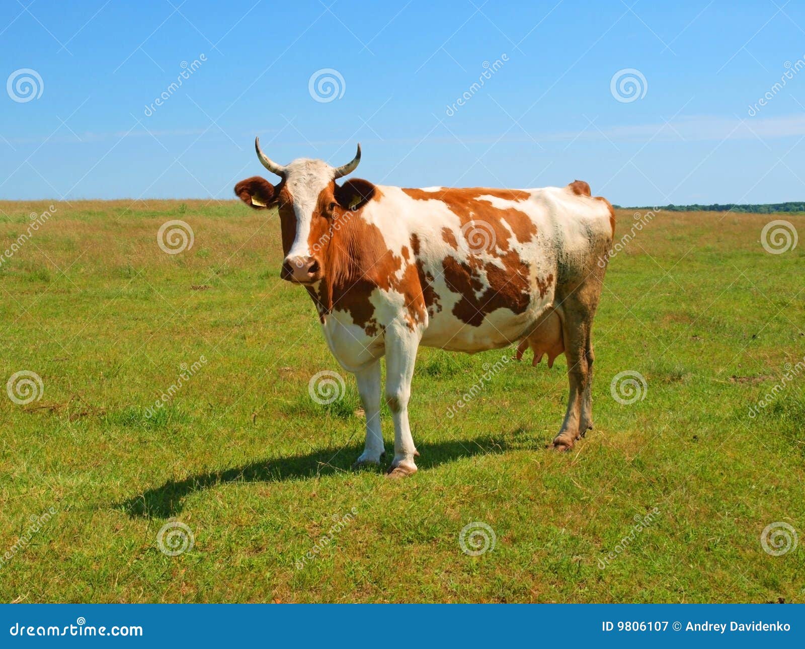 Cow On A Pasture Picture. Image: 9806107