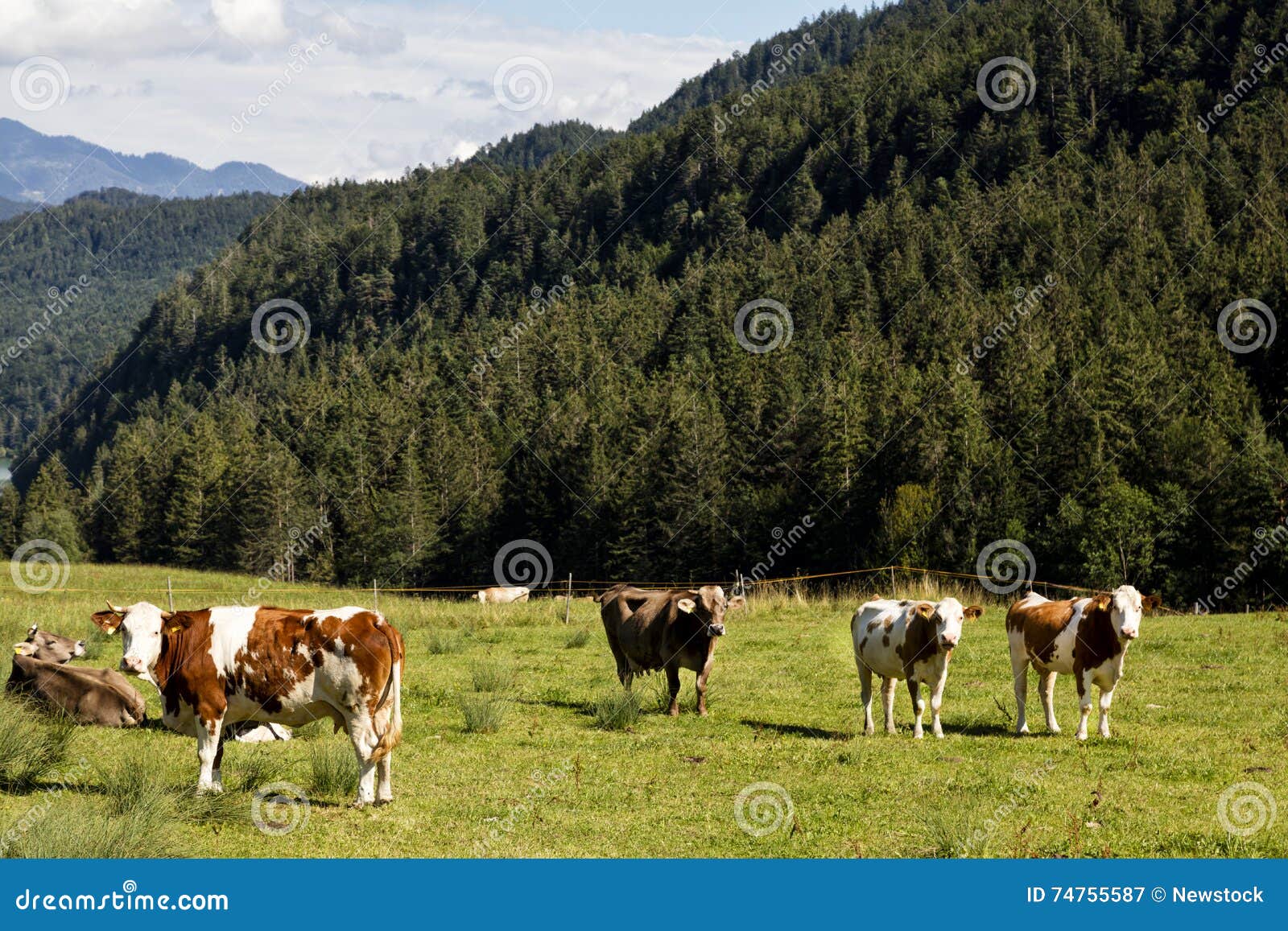 Cow on Pasture, Alps in Background, Germany Stock Image - Image of lake ...