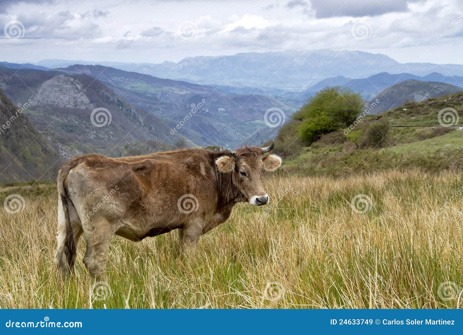 Cow on a pasture Asturias stock image. Image of livestock - 24633749