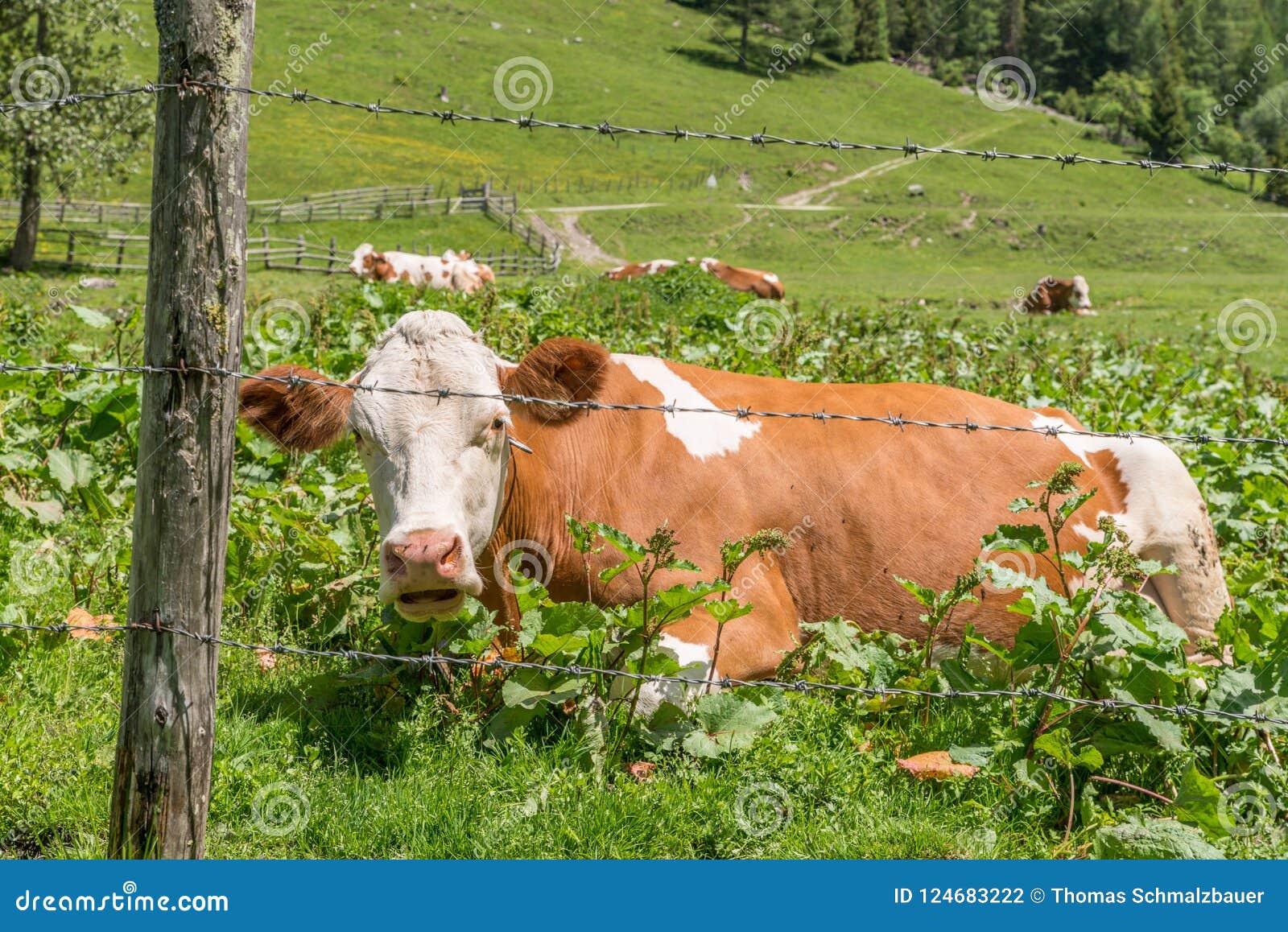 Cow on a Pasture in Austria Stock Photo - Image of livestock ...