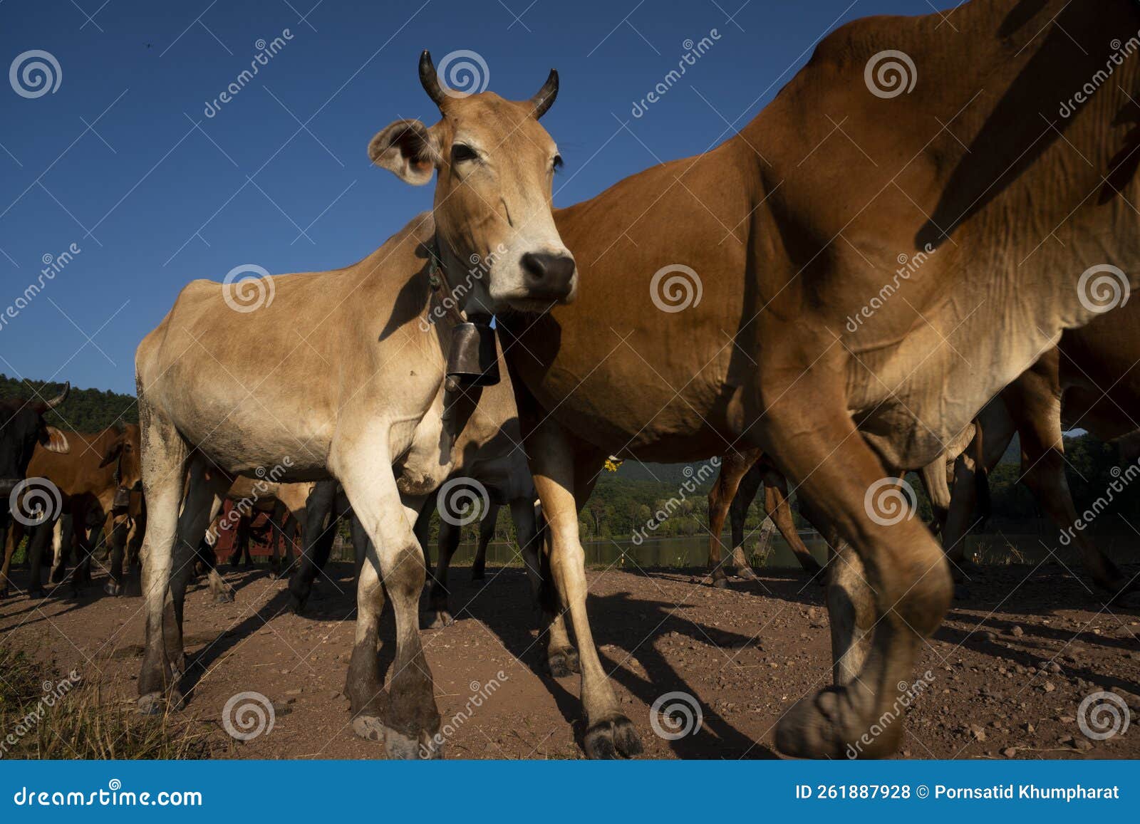 Cow Pasture on the Background of Sky and Clouds in Thailand Stock Photo ...