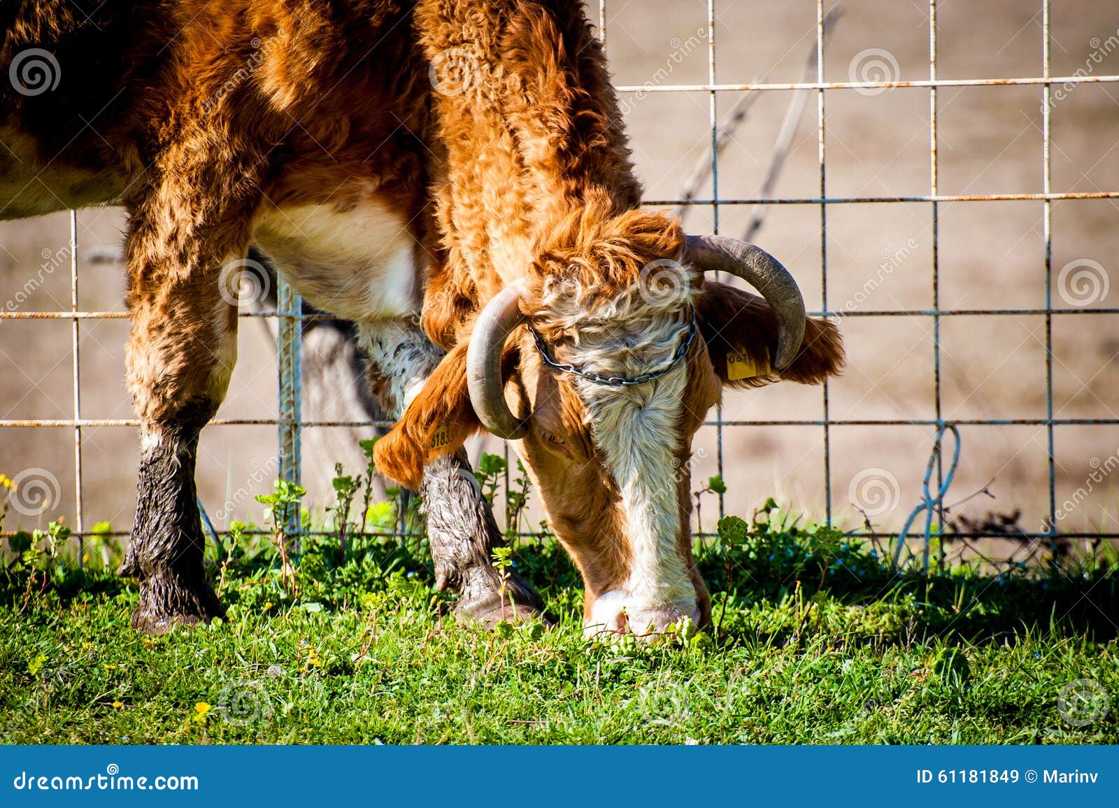 Cow on pasture, close-up stock image. Image of meadow - 61181849