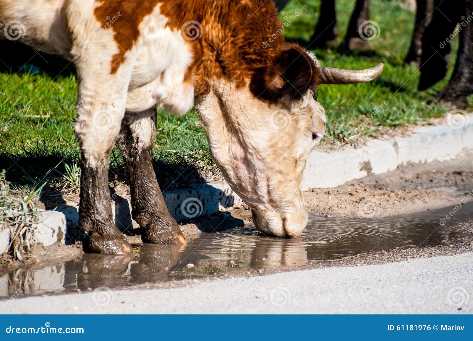 Cow on pasture, close-up stock photo. Image of livestock - 61181976