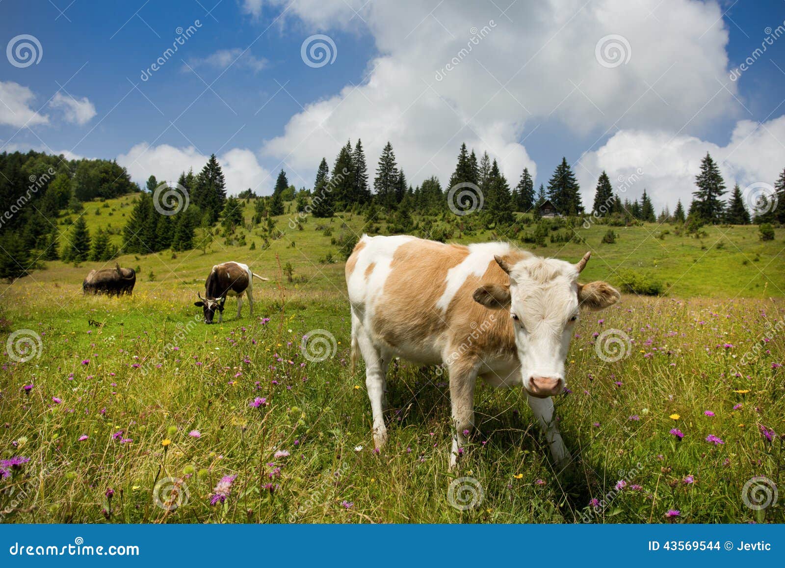 Cow on pasture stock photo. Image of biological, field - 43569544