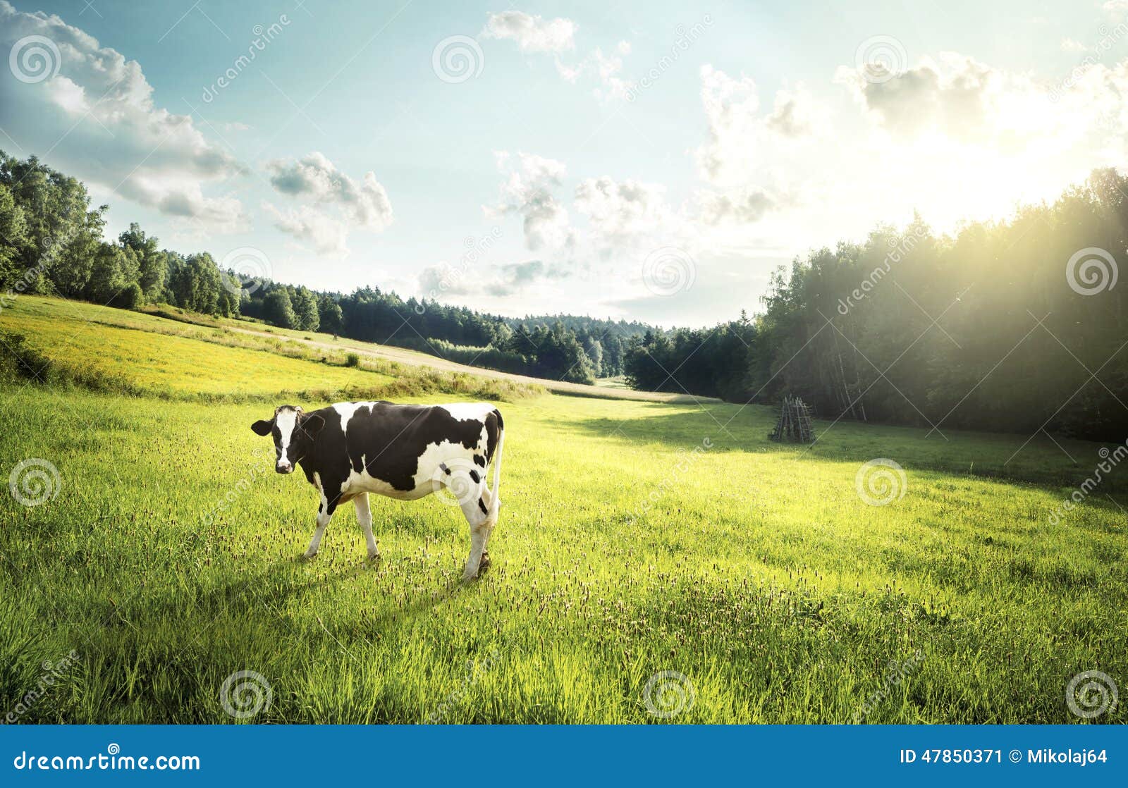 127 Epic Cow Stock Photos - Free & Royalty-Free Stock Photos from ...