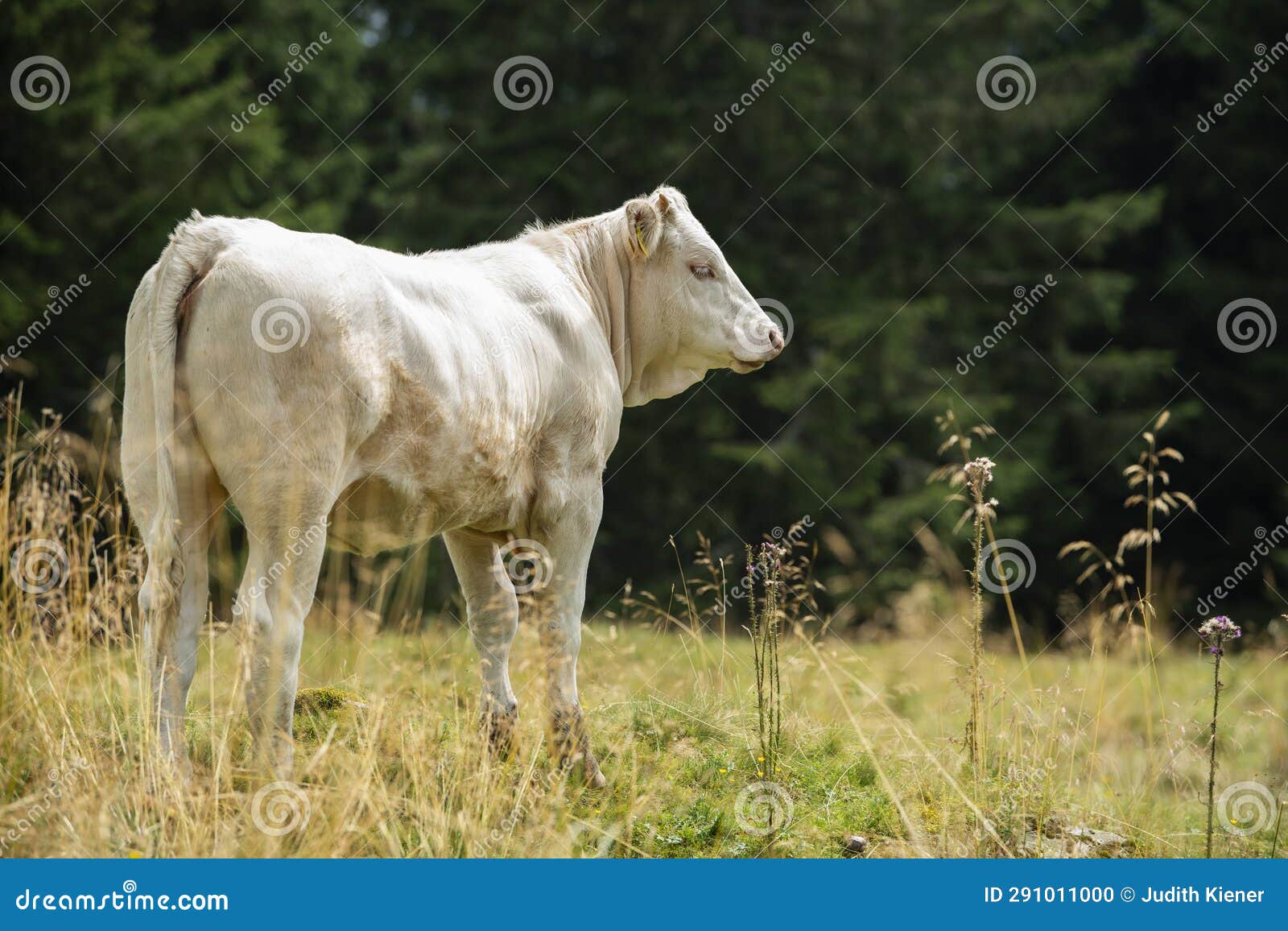 Cow on the Pasture Looks into the Distance Stock Photo - Image of ...