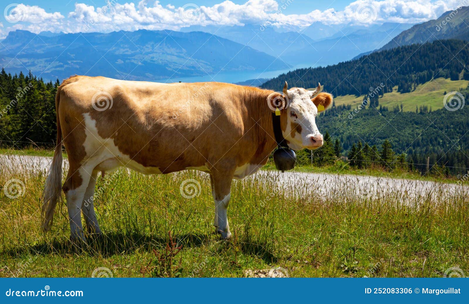 Cow Pasture in the Mountain Stock Photo - Image of farming, herd: 252083306