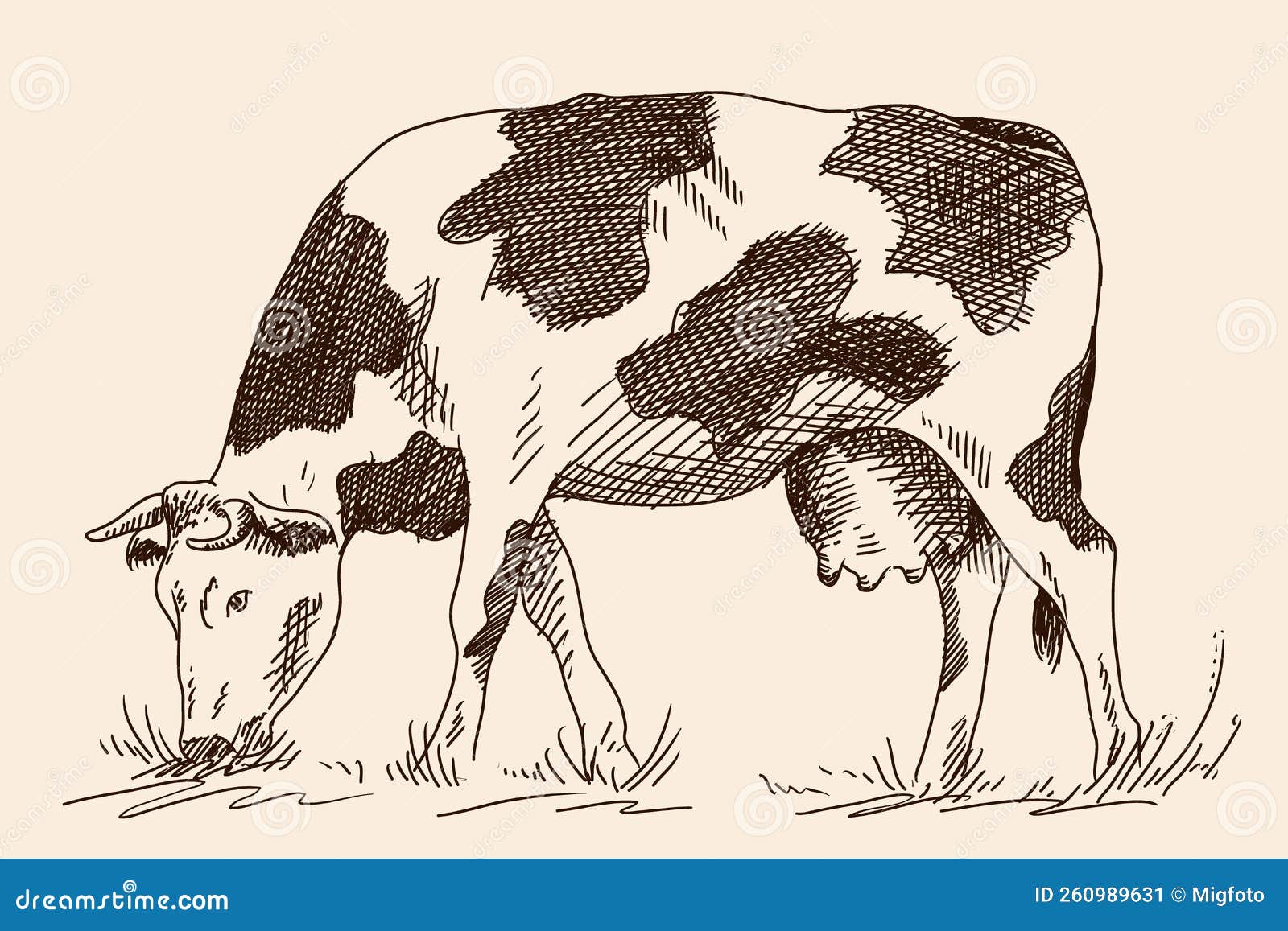 Cow on a pasture stock vector. Illustration of beverage - 260989631