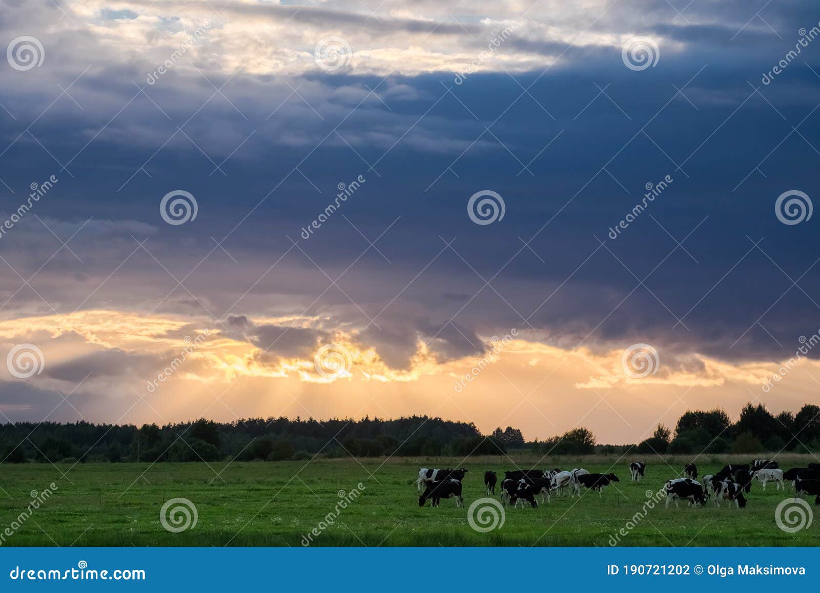 Cow on Pasture at Sunset with a Dramatic Sky Stock Photo - Image of ...