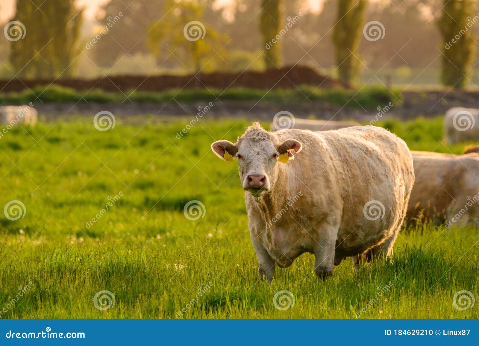Cow on the Pasture Sunset Lights Stock Photo - Image of green ...