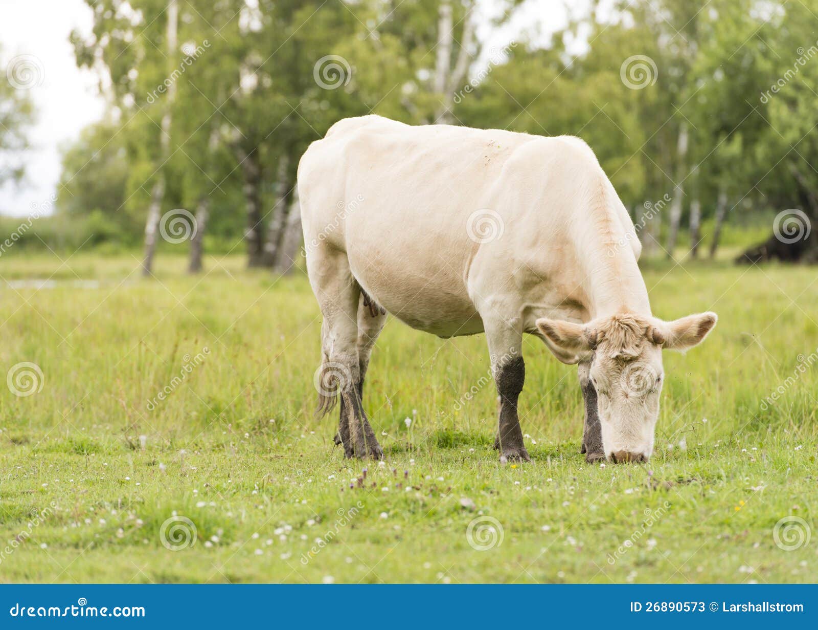 Cow on pasture, Sweden stock image. Image of people, grazing - 26890573