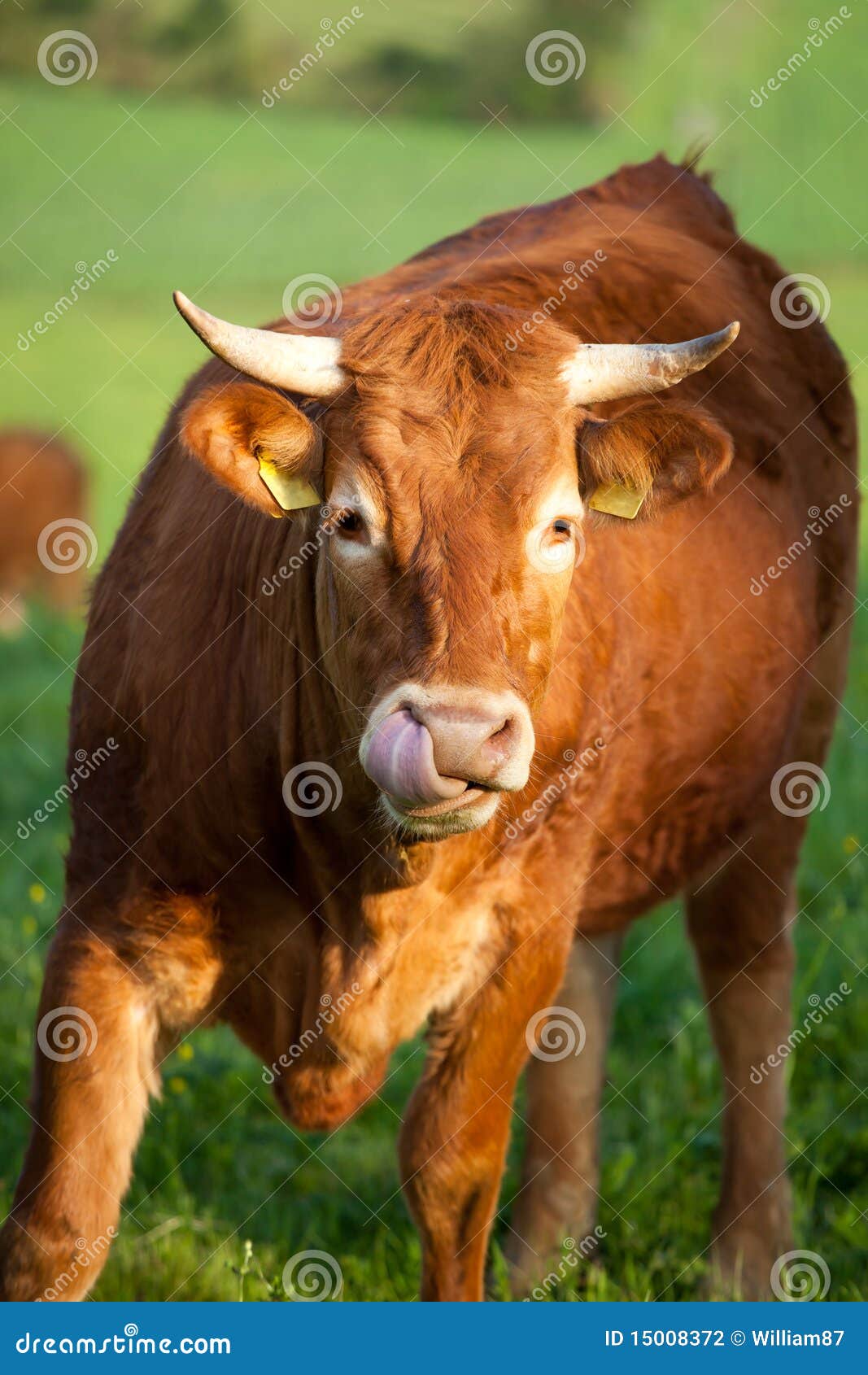 Cow pasturing stock photo. Image of nature, grazing, animal - 15008372