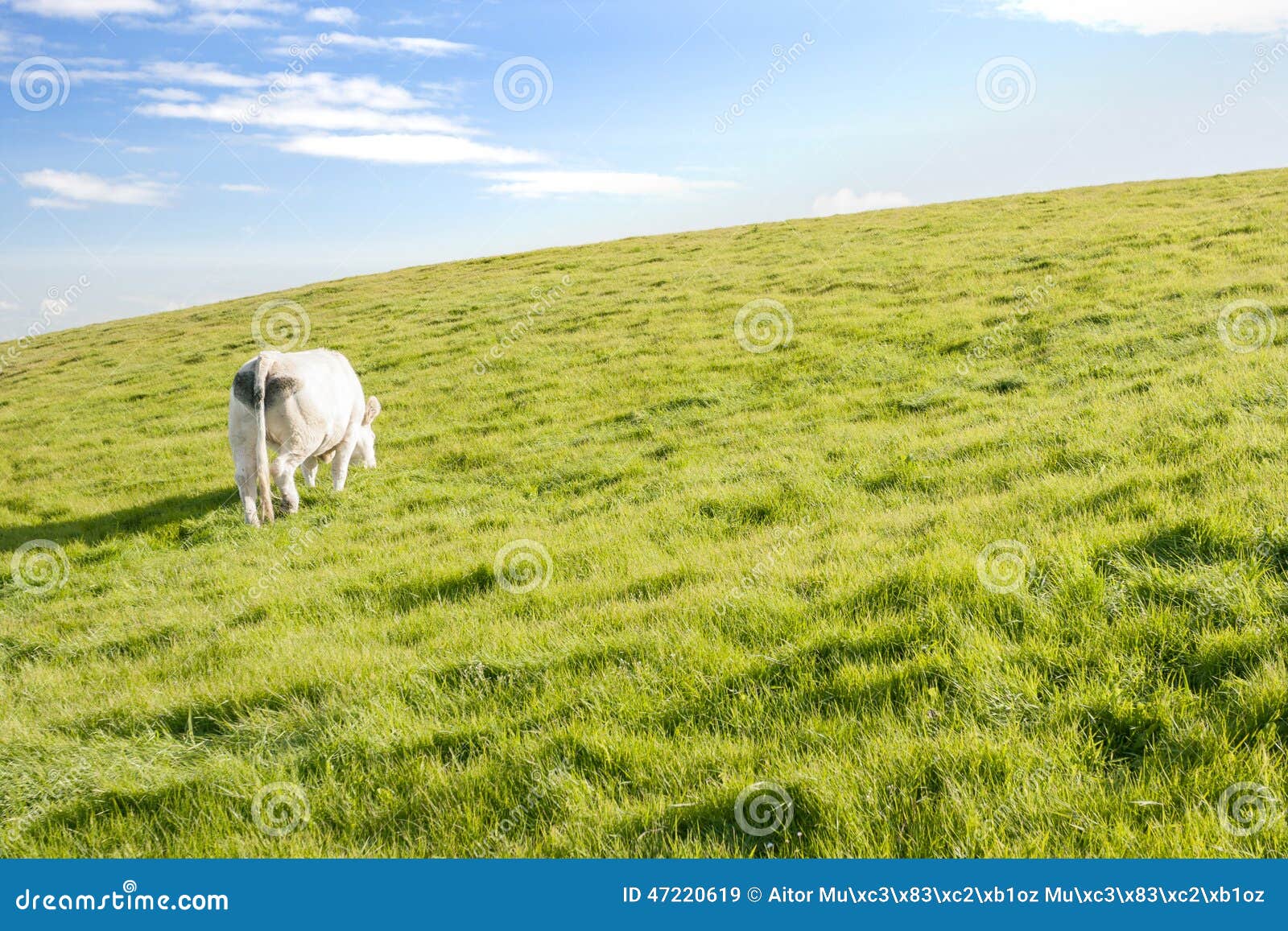 Cow pasturing stock image. Image of meadow, land, bull - 47220619
