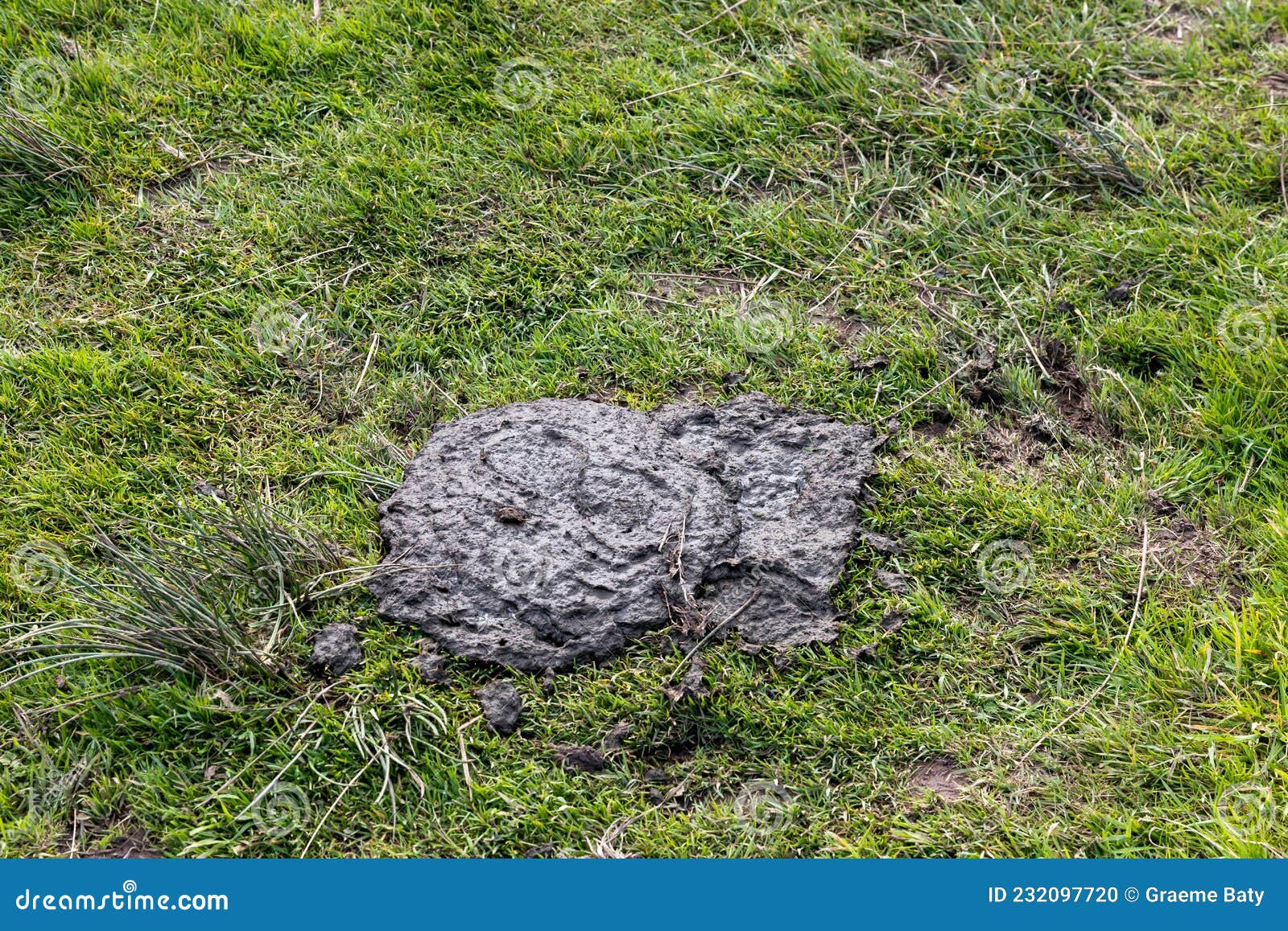 A Cow Pat in the English Countryside Stock Photo - Image of rural ...