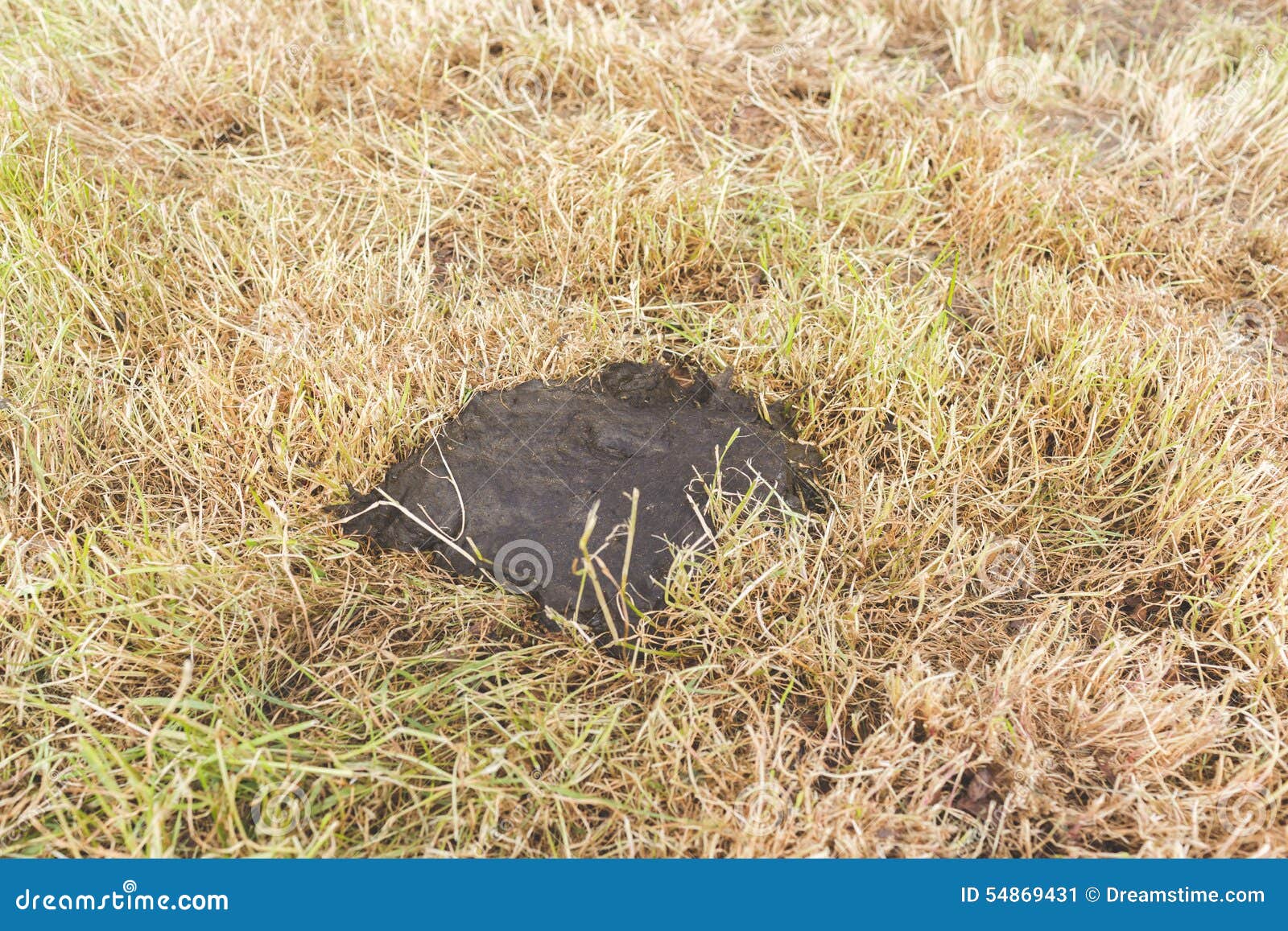 Cow pat in a field stock image. Image of field, grass - 54869431