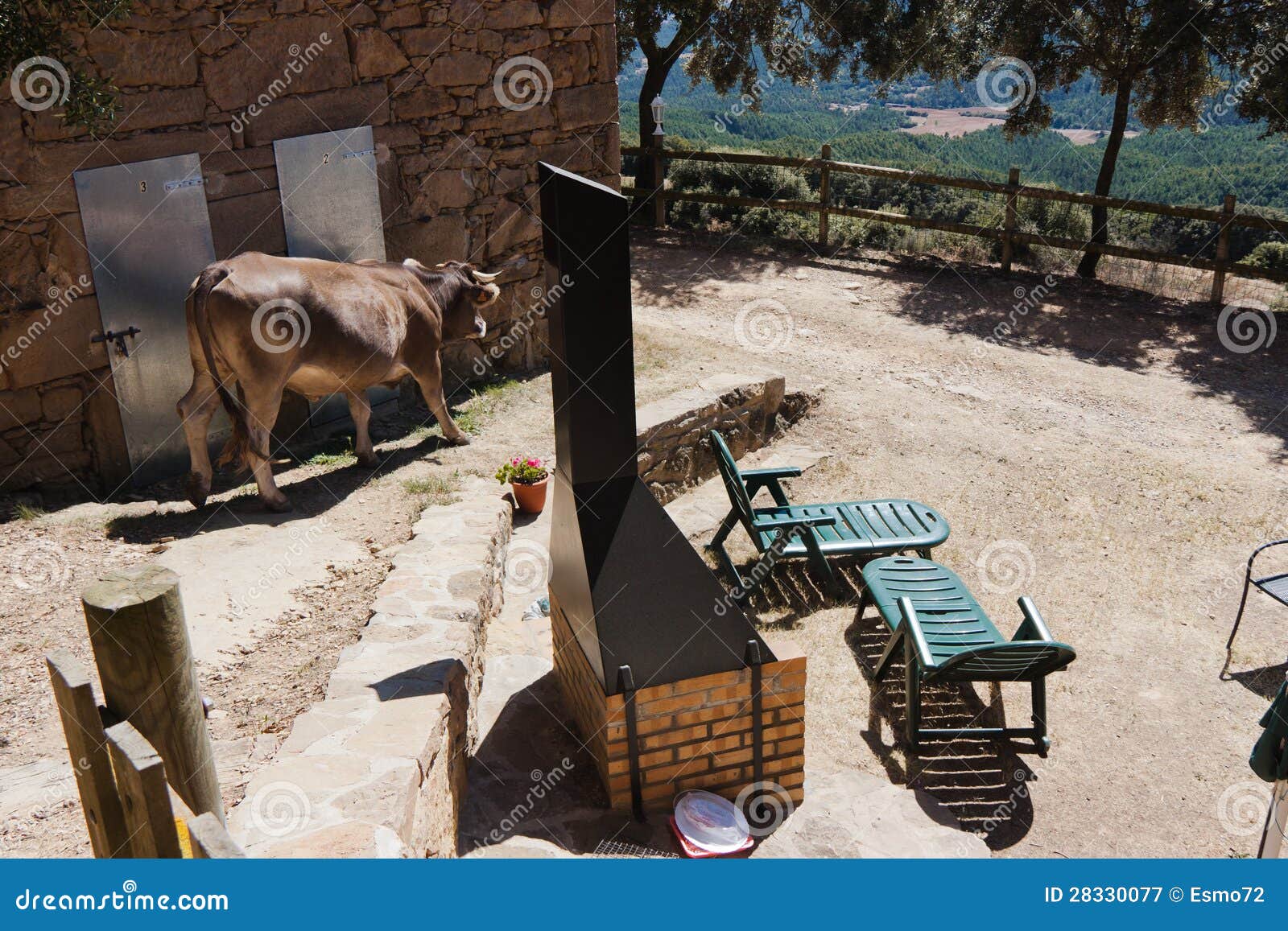 Cow in the patio stock image. Image of barcelona, spain - 28330077