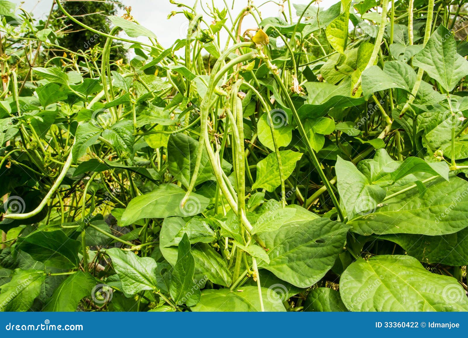 Cow pea stock photo. Image of diet, nutrition, green - 33360422