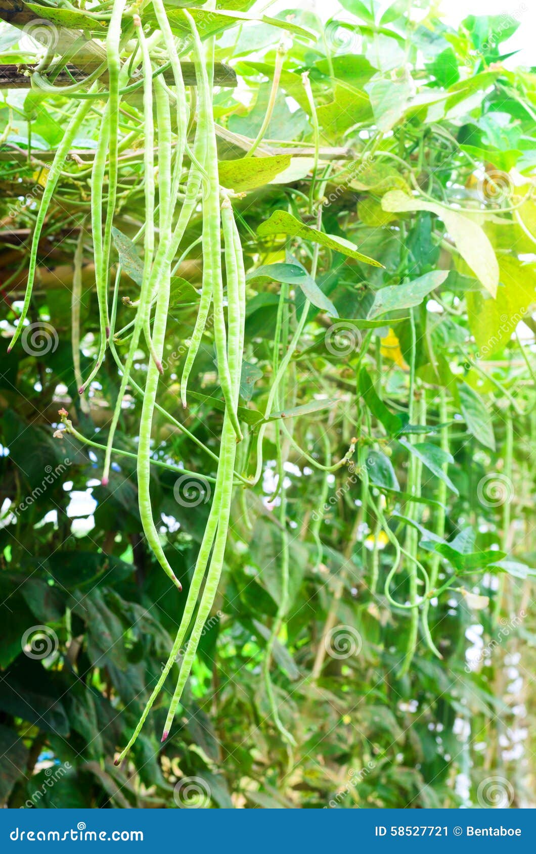 Cow-pea Plants in the Garden on a Sunny Day Stock Image - Image of ...
