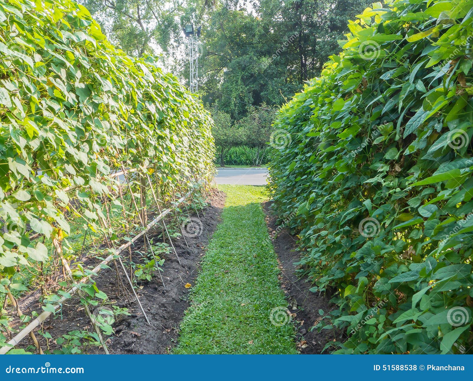 Cow-pea at Vegetable Garden Stock Photo - Image of natural, poles: 51588538