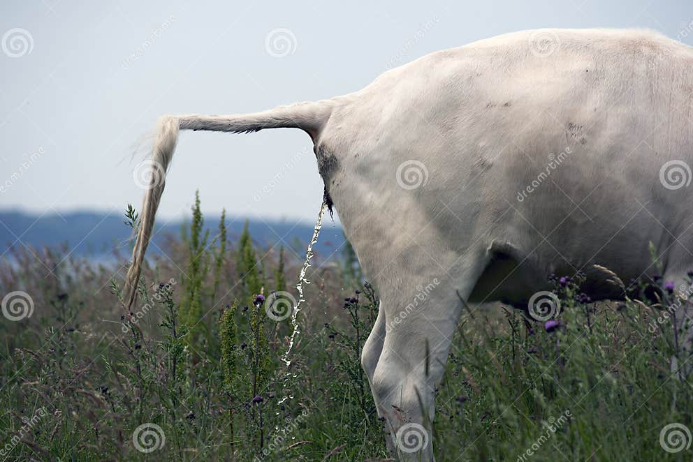 Cow peeing stock photo. Image of countryside, denmark - 57093506