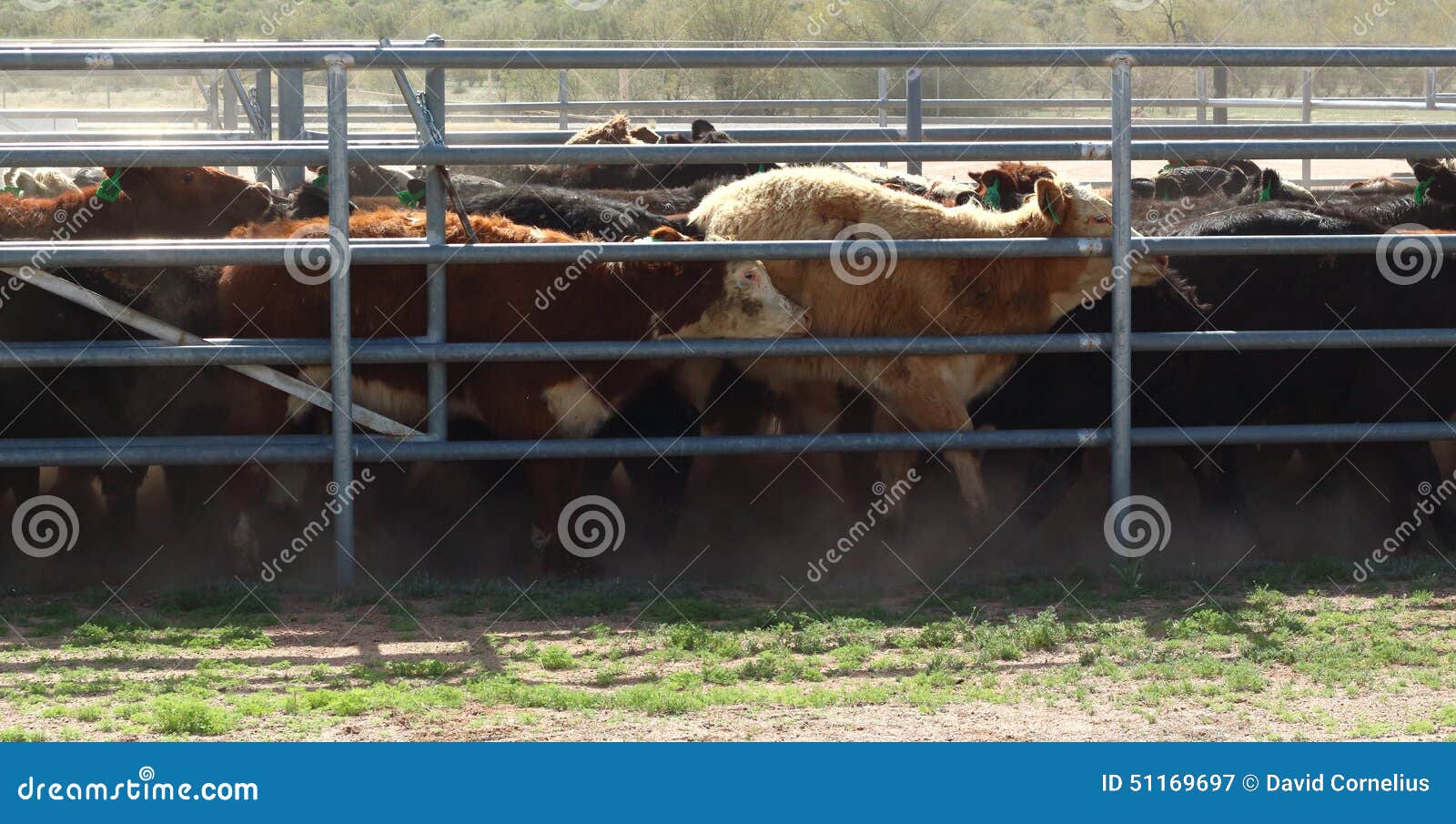 Cow in Pen stock image. Image of countryside, hungry - 51169697