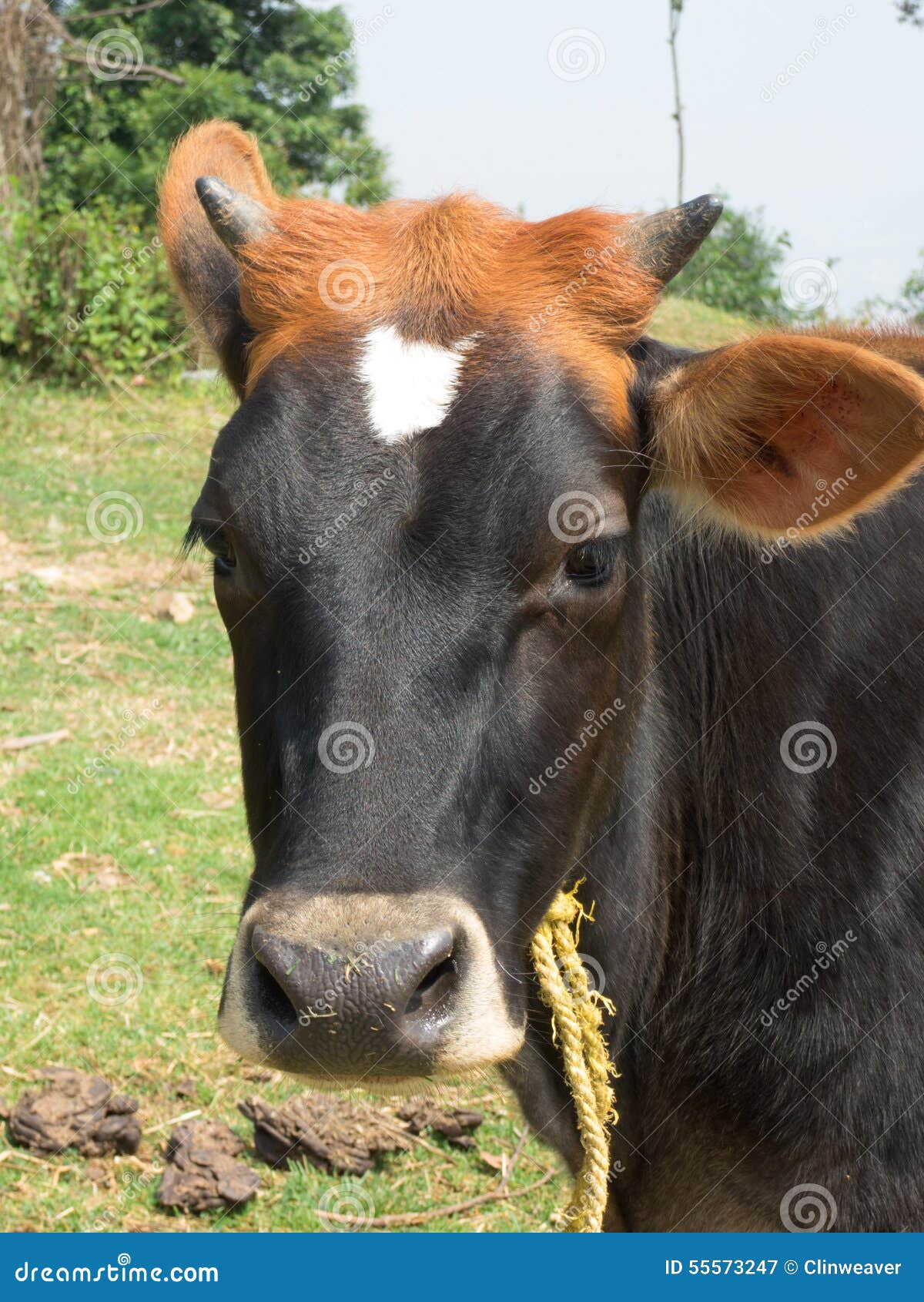 Cow stock image. Image of domestic, head, agricultural - 55573247