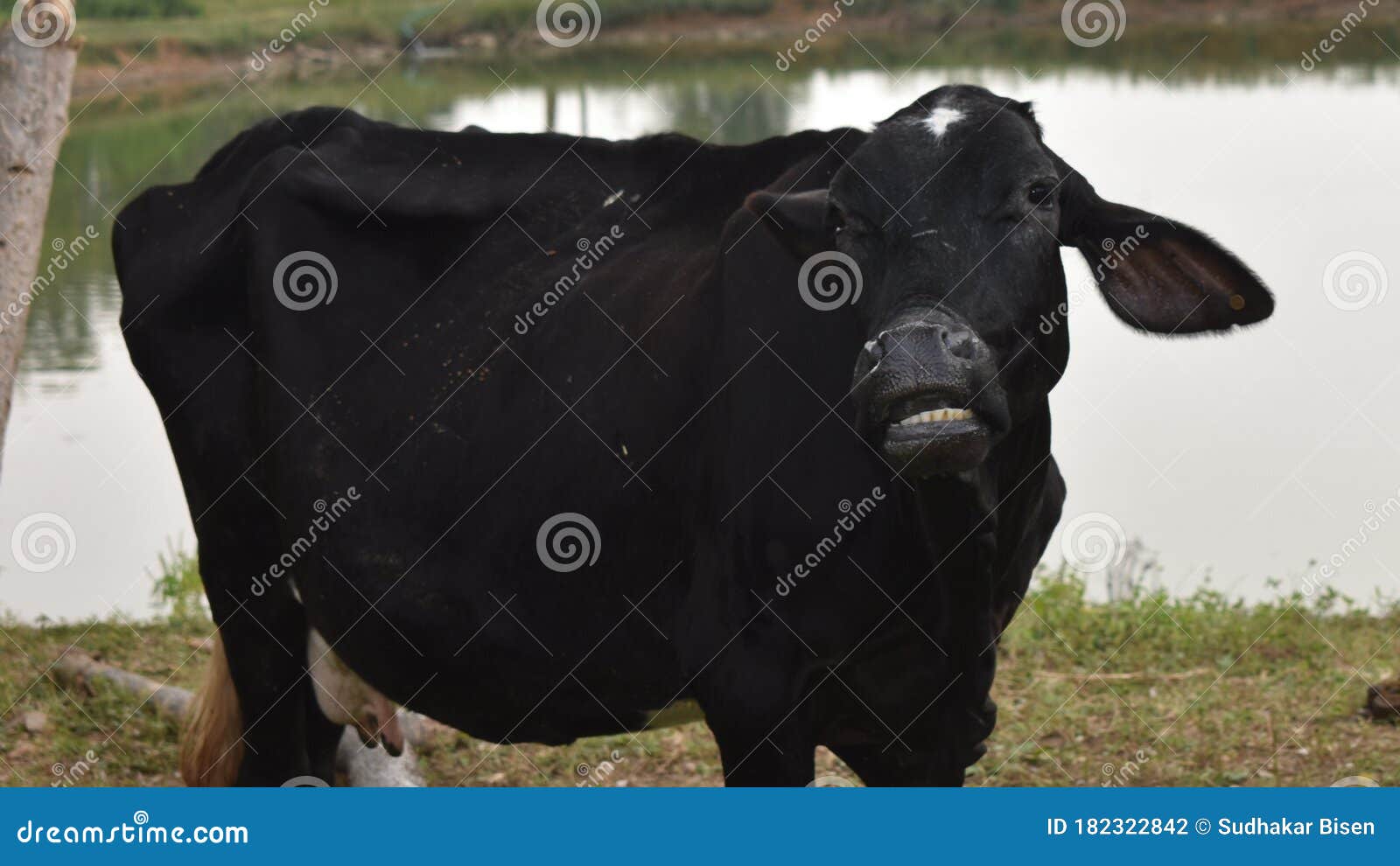 Black Cow Looking in To the Camera while Eating. Stock Photo - Image of ...