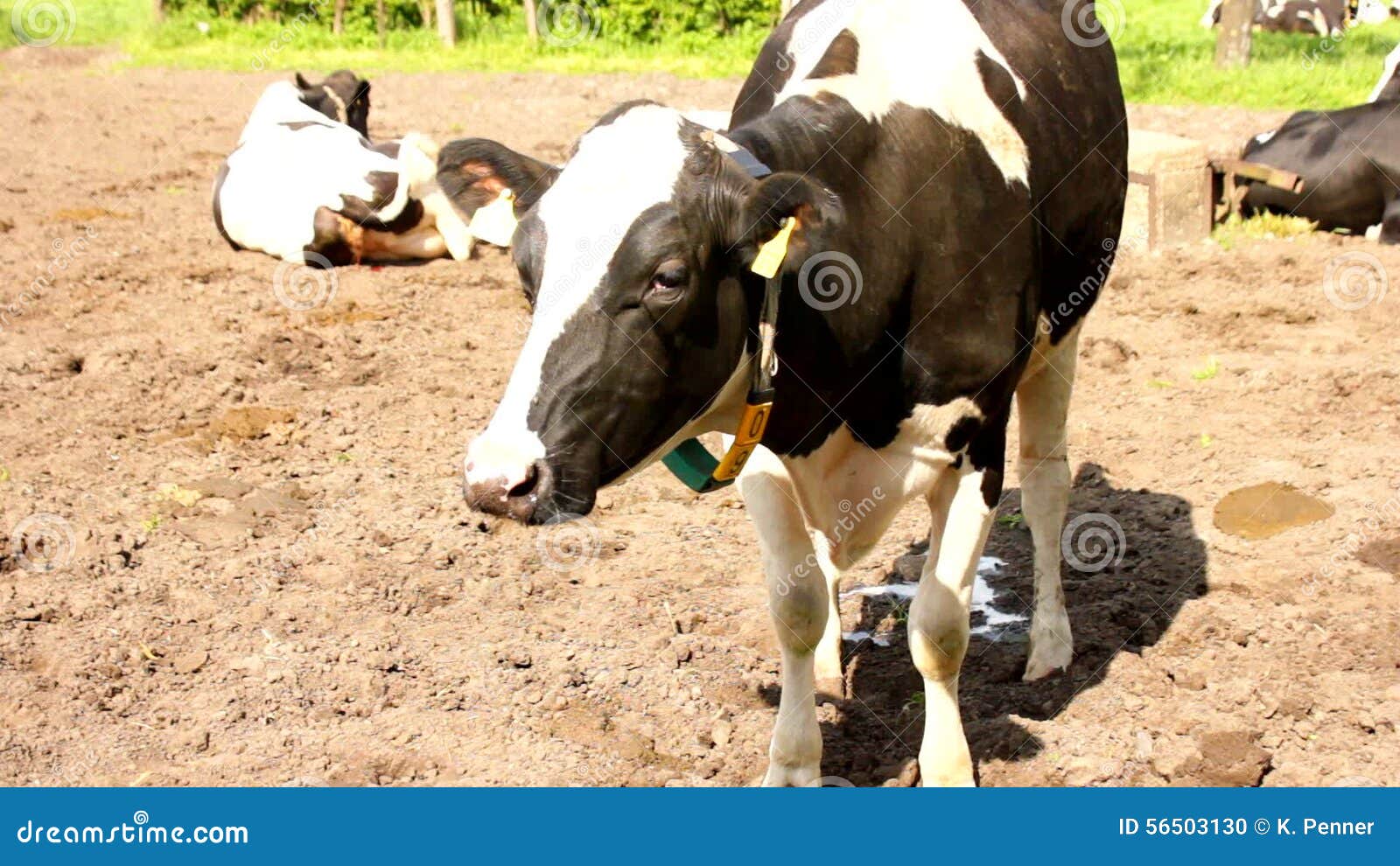 Cow Pee Stock Footage & Videos - 12 Stock Videos