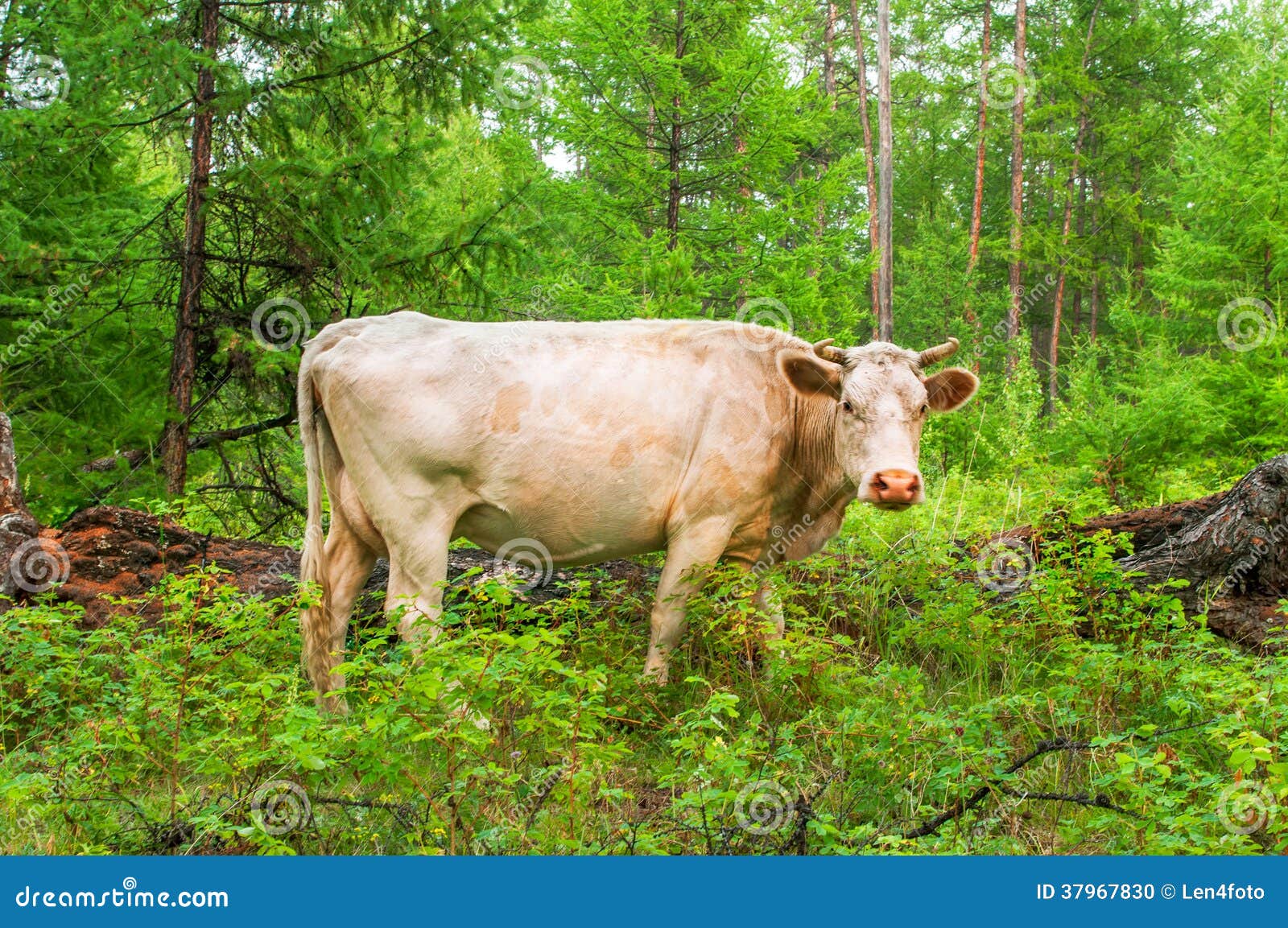 Cow in pine forest stock photo. Image of industry, real - 37967830