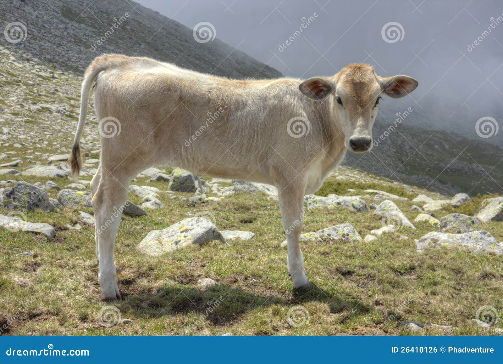 Cow in Pirin 2 stock photo. Image of strong, tail, dust - 26410126