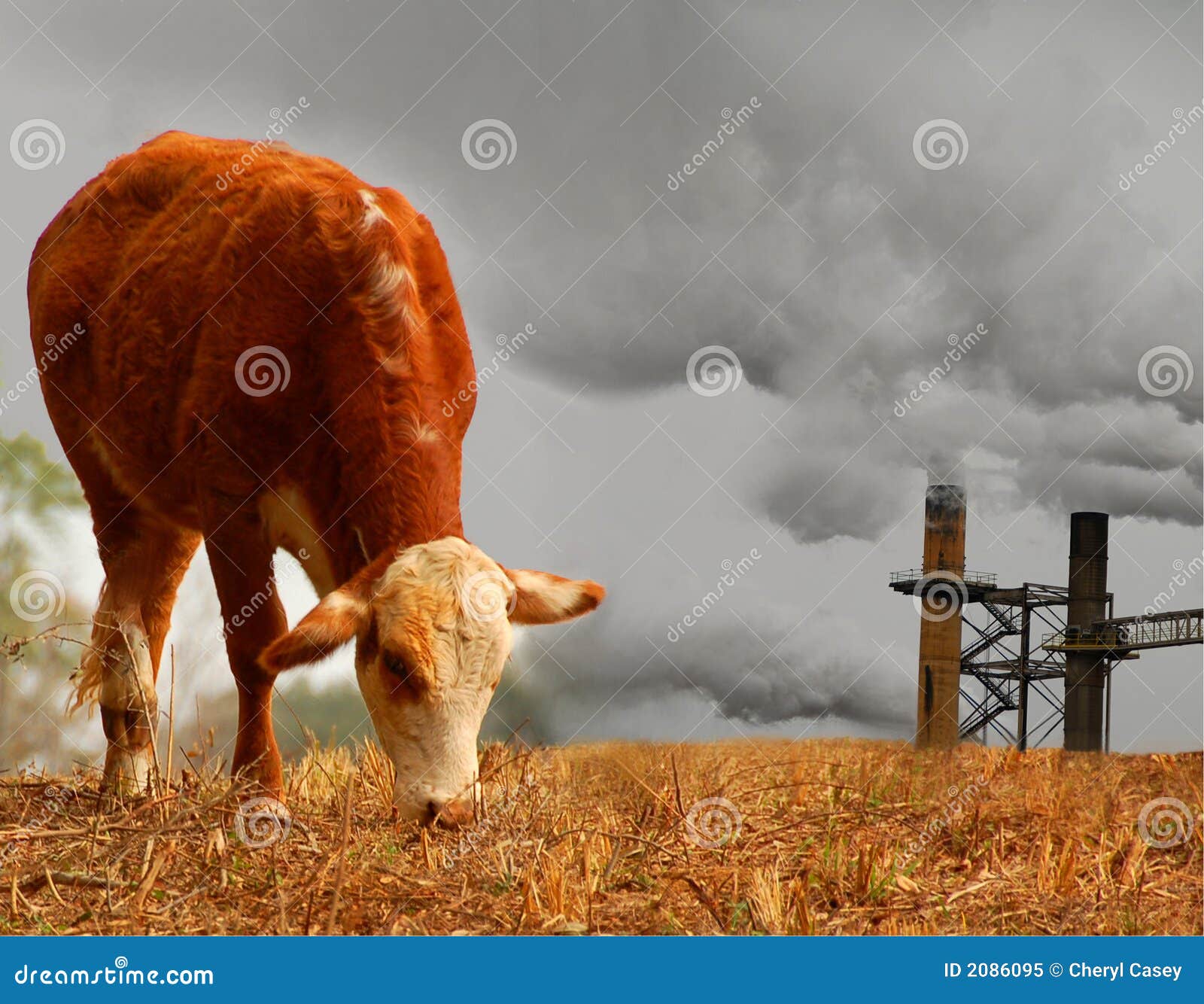 Cow with Pollution stock image. Image of global, industry - 2086095