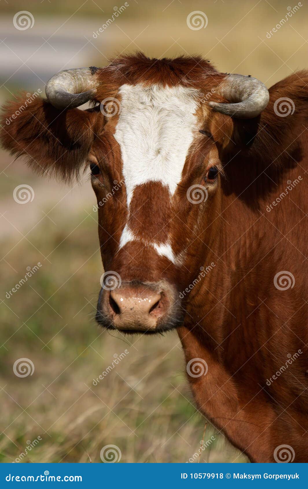 Cow portrait stock photo. Image of farm, cattle, outdoor - 10579918