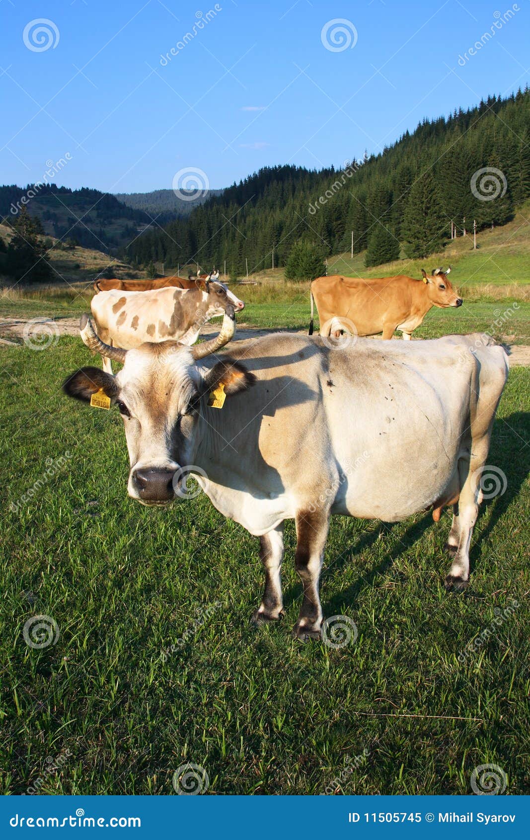 Cow Portrait stock image. Image of animal, blue, food - 11505745