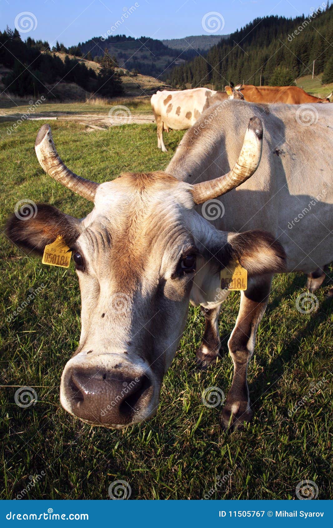 Cow Portrait stock image. Image of beef, meadow, land - 11505767