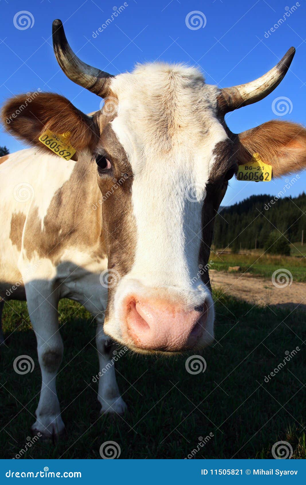 Cow Portrait stock image. Image of food, land, close - 11505821