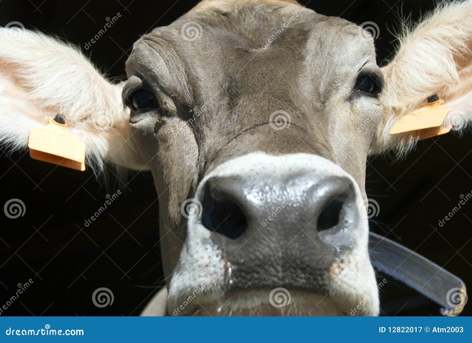 Cow portrait stock image. Image of livestock, pasture - 12822017