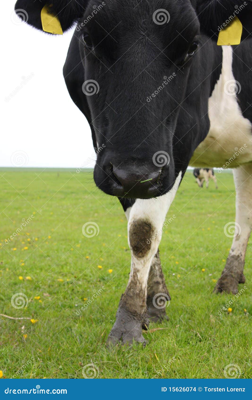 Cow portrait stock photo. Image of agricultural, nature - 15626074