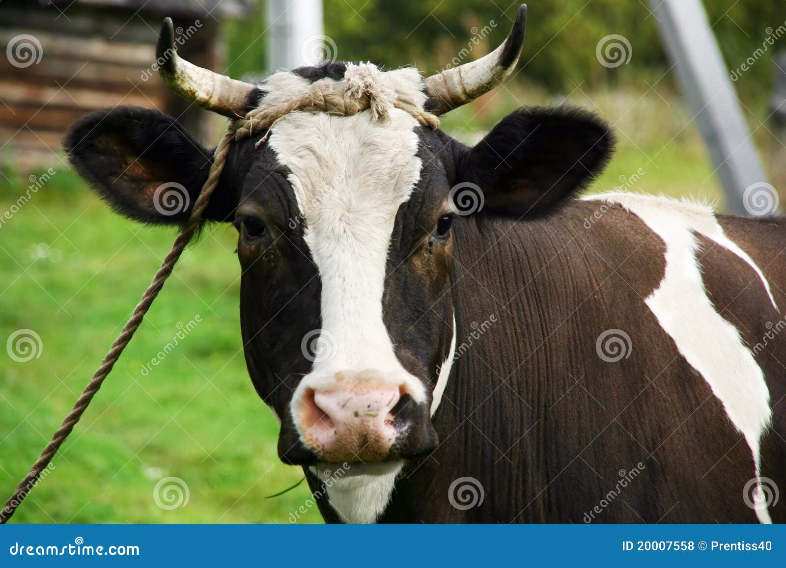 Cow portrait stock photo. Image of copy, forest, herbivorous - 20007558