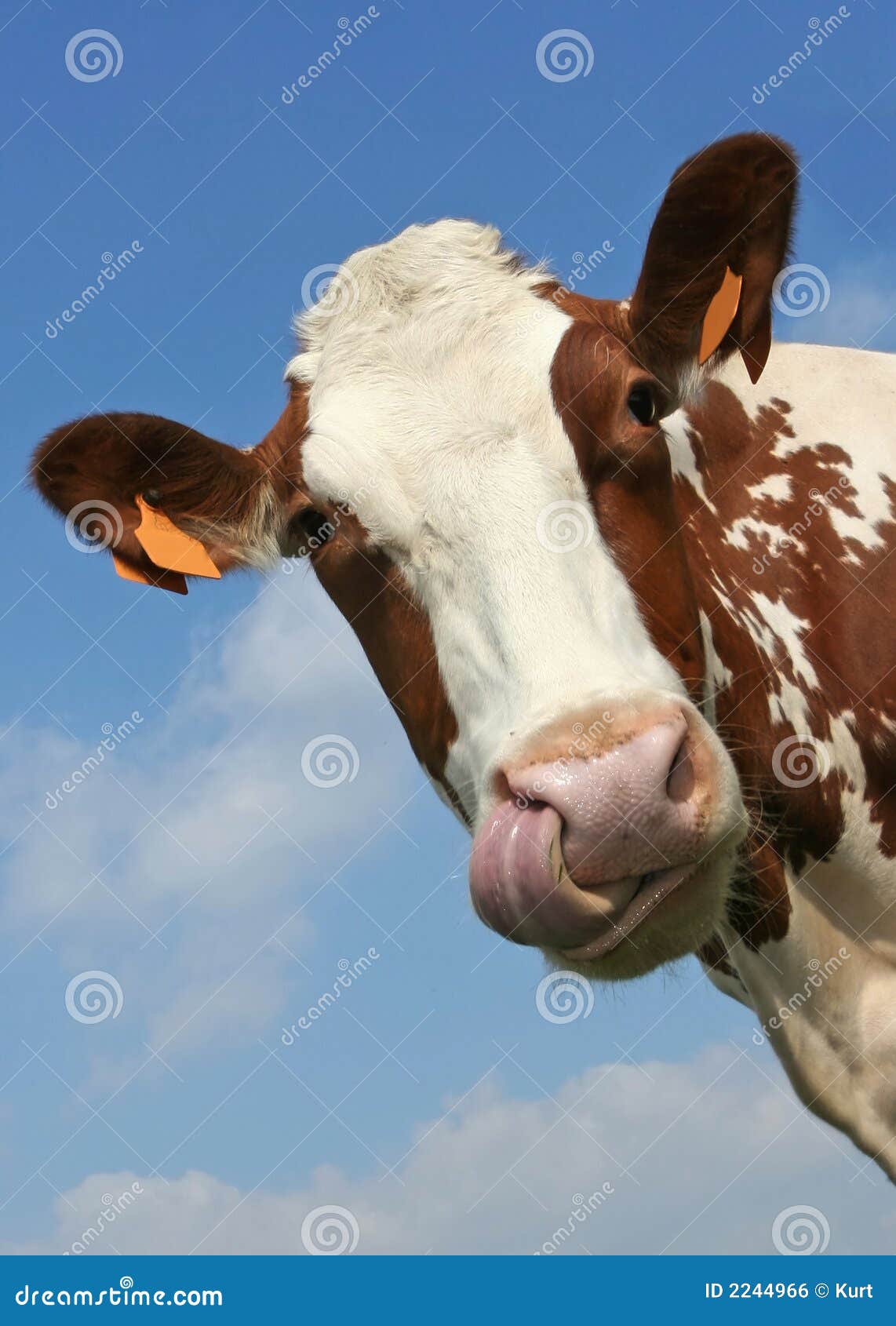Cow portrait stock photo. Image of animal, comical, rural - 2244966
