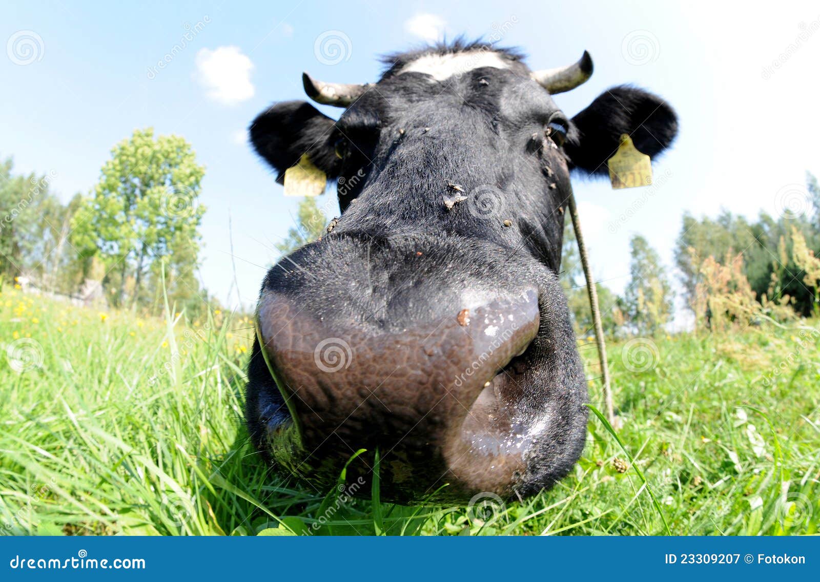 Cow portrait stock image. Image of farming, green, mead - 23309207