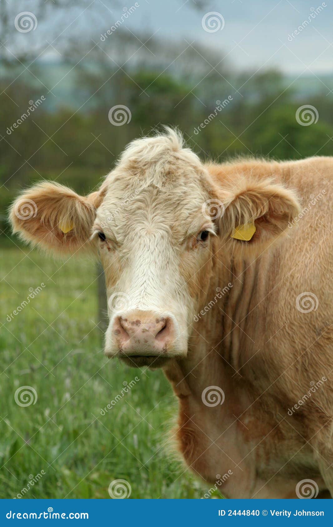 Cow Portrait Picture. Image: 2444840