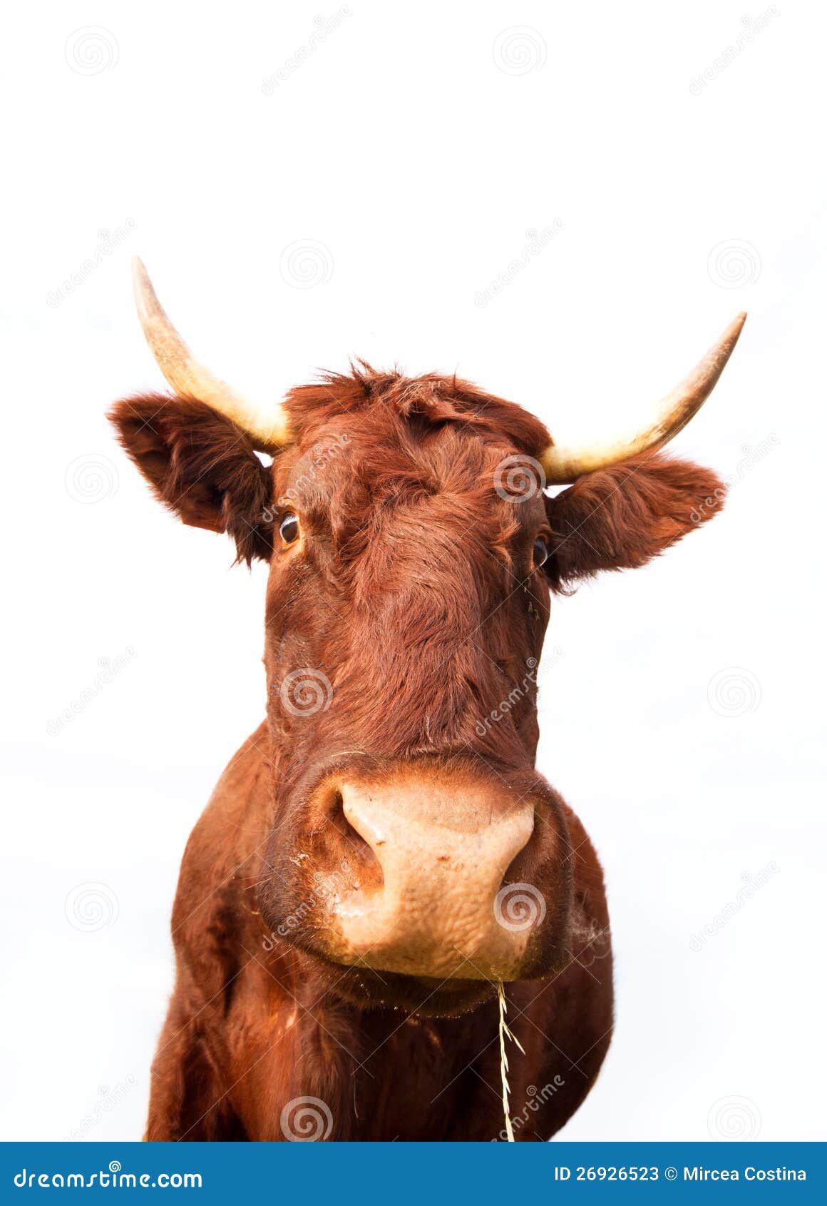 Cow portrait stock image. Image of mammal, animal, national - 26926523