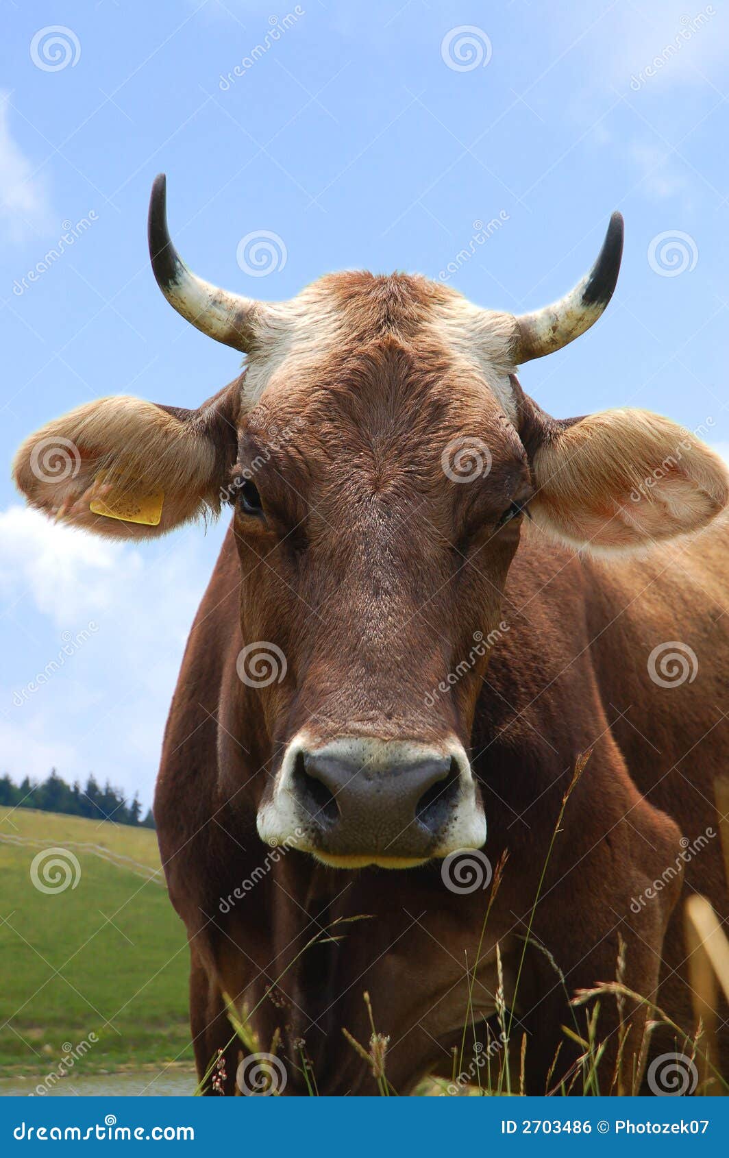 Cow portrait stock photo. Image of land, bovine, pasture - 2703486