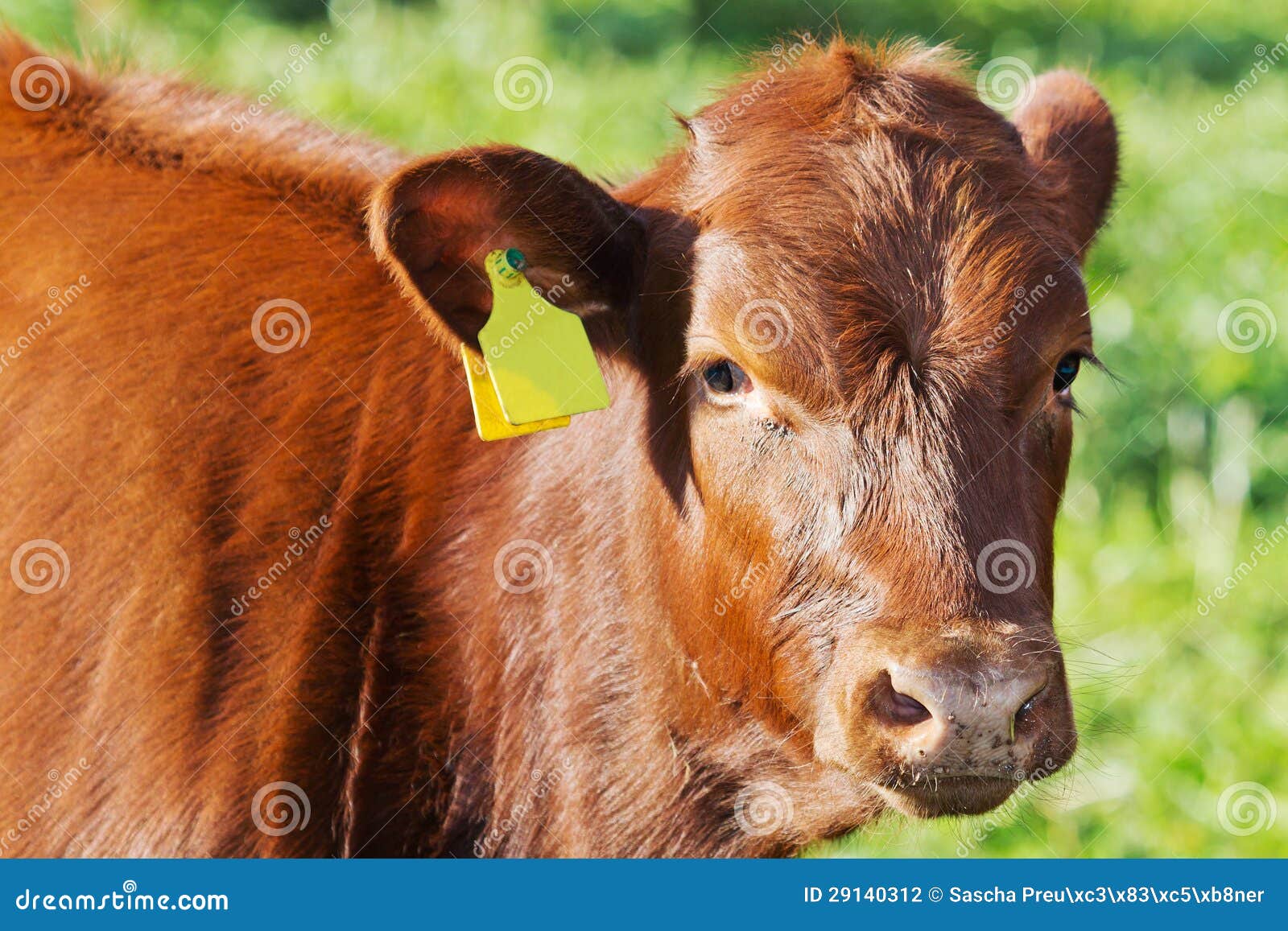 Cow portrait stock photo. Image of farm, nature, animal - 29140312