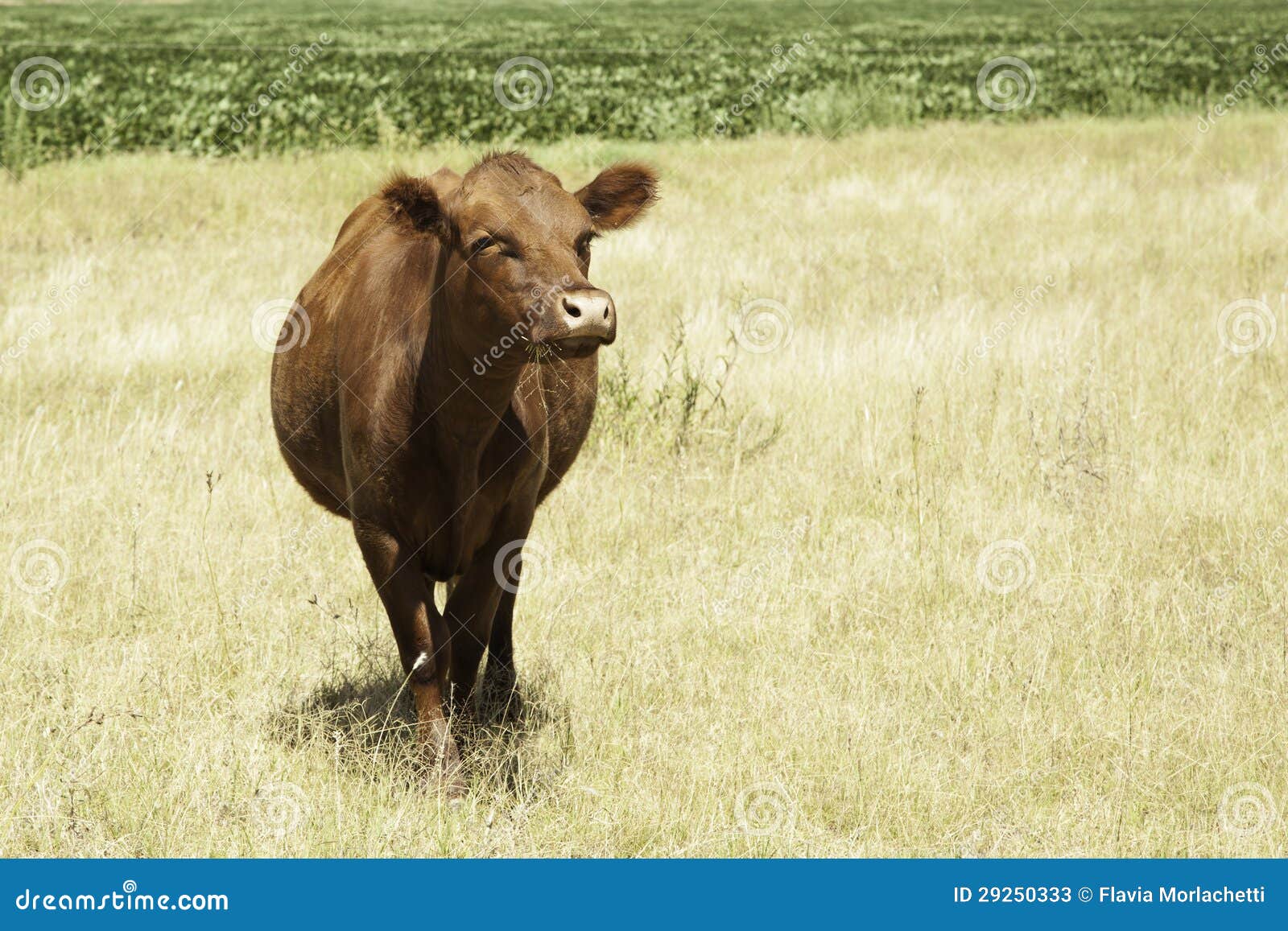 Cow portrait stock image. Image of rural, outside, head - 29250333